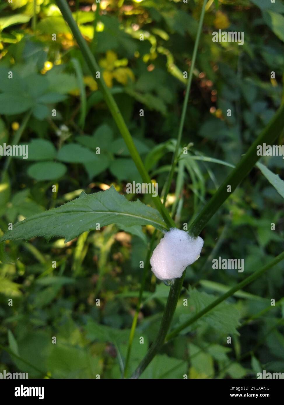 Spittlebugs and Froghoppers (Cercopoidea Stock Photo - Alamy