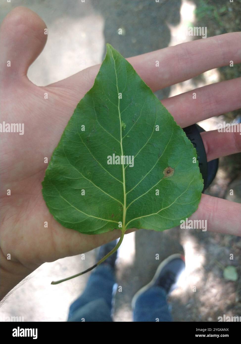 black cottonwood (Populus trichocarpa Stock Photo - Alamy