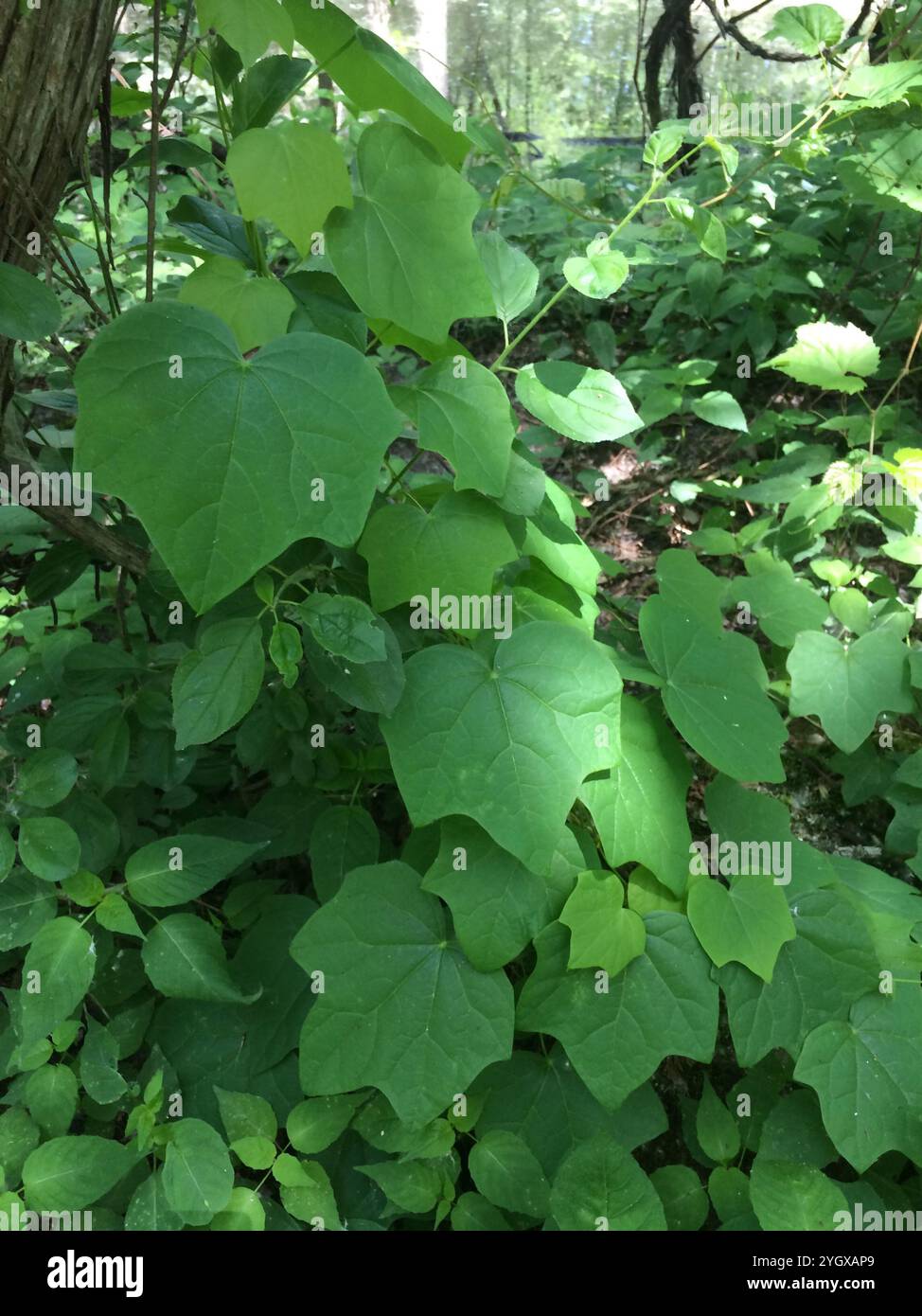 moonseed (Menispermum canadense Stock Photo - Alamy