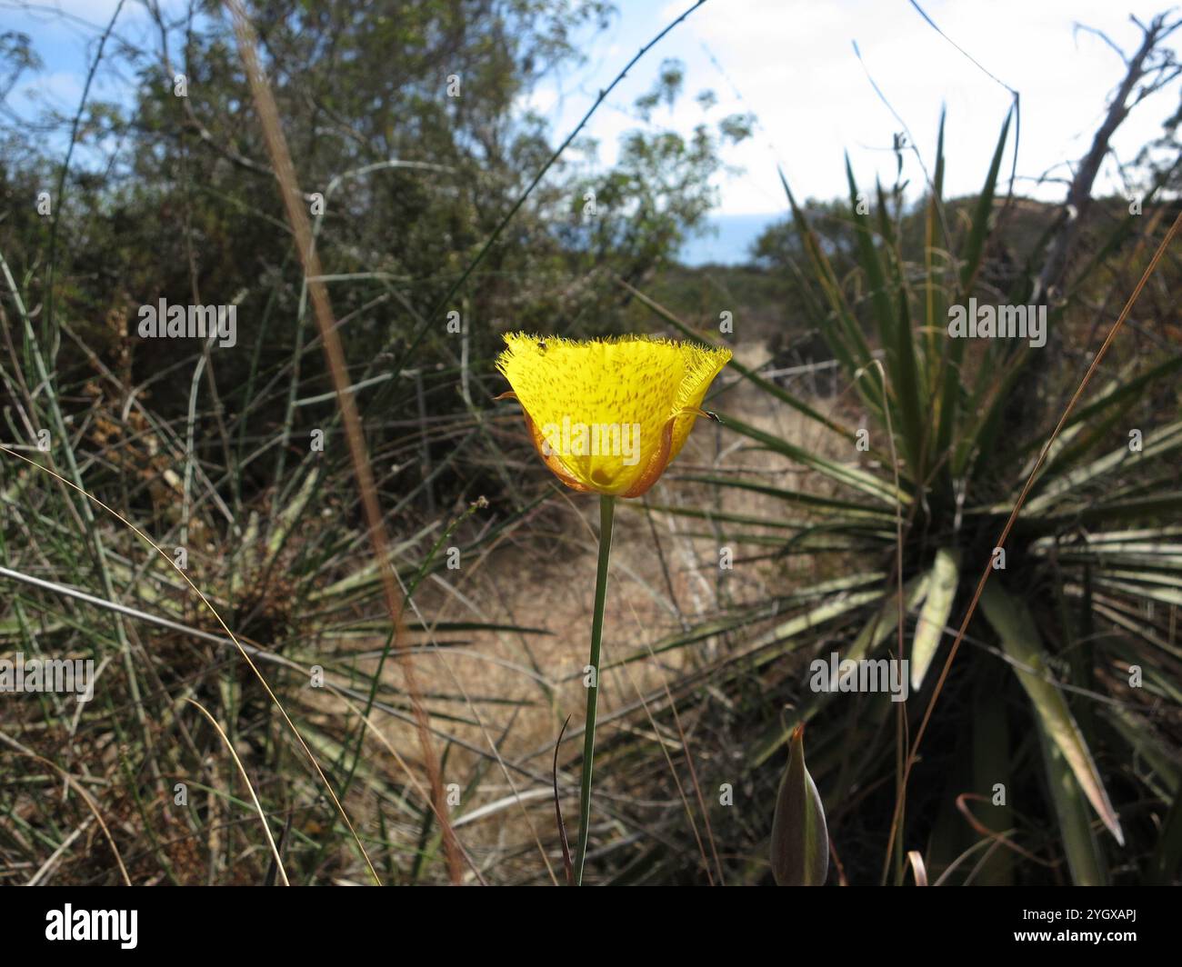 Weed's Mariposa Lily (Calochortus weedii Stock Photo - Alamy