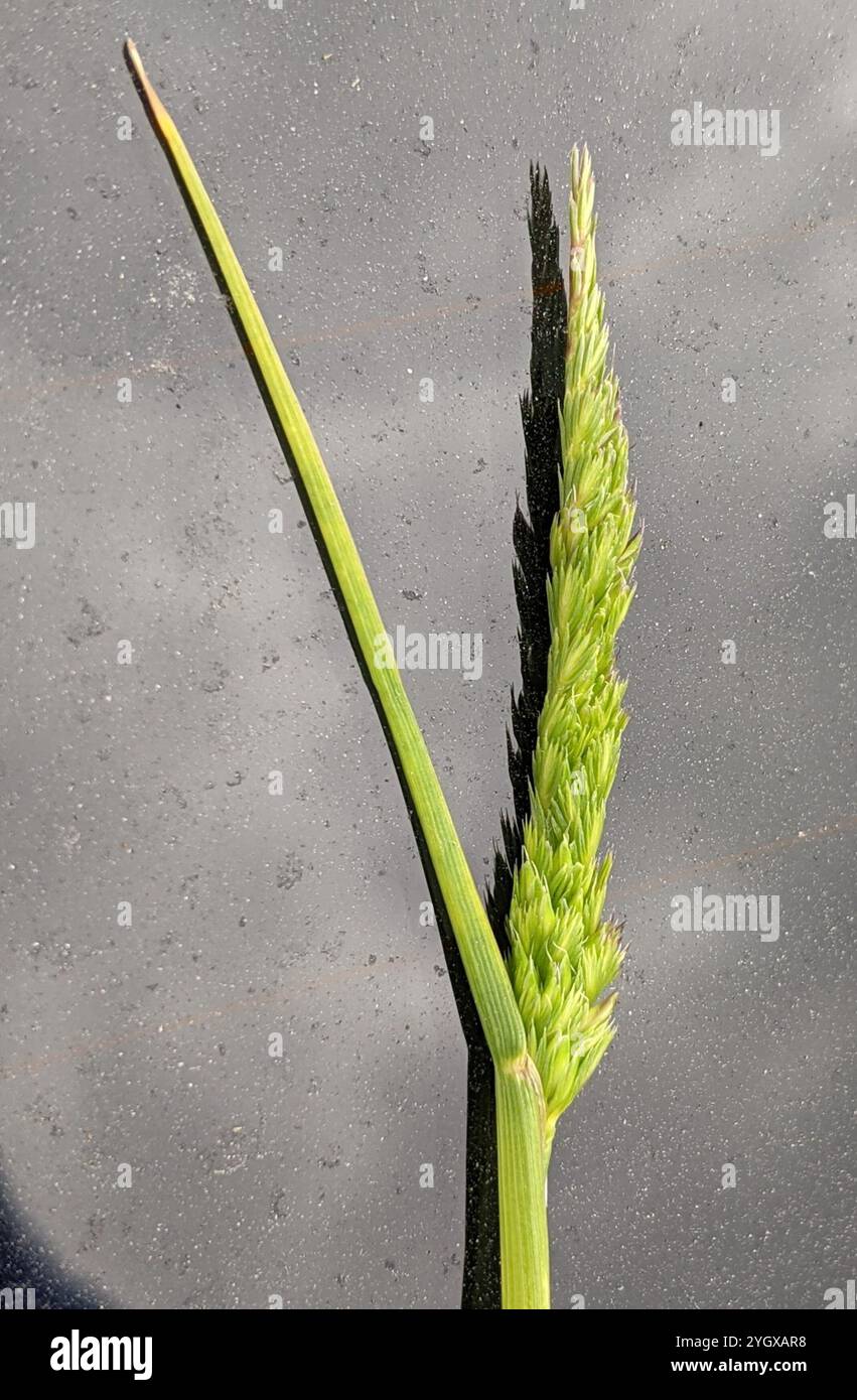 crested dogtail grass (Cynosurus cristatus Stock Photo - Alamy