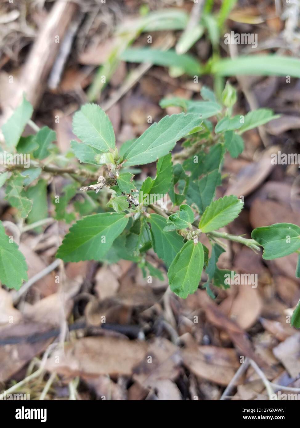 Common Fanpetals (Sida ulmifolia Stock Photo - Alamy