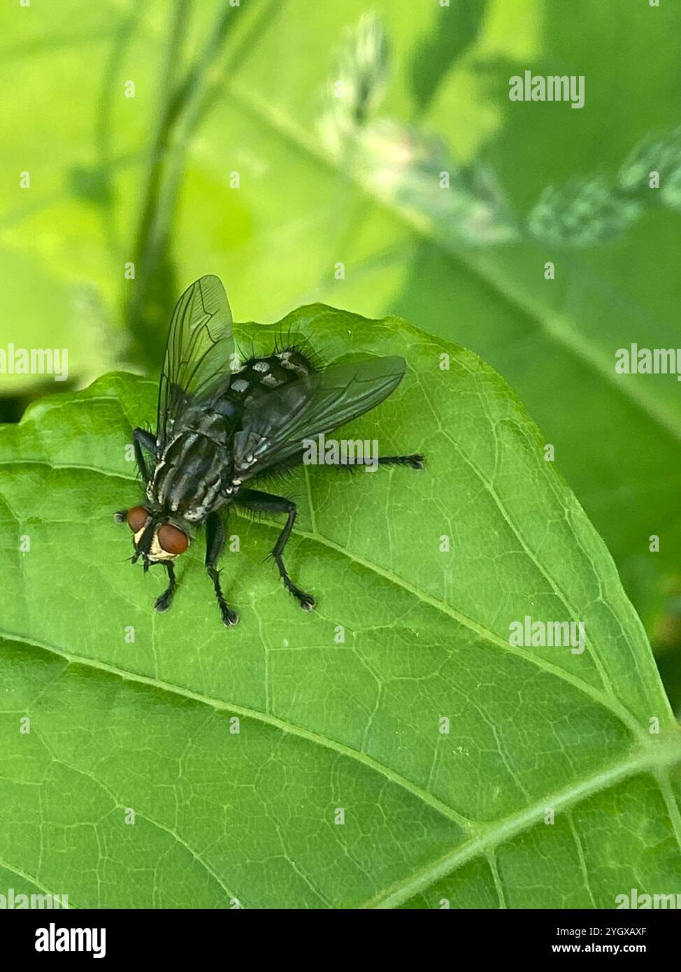 Common Flesh Flies (Sarcophaga Stock Photo - Alamy
