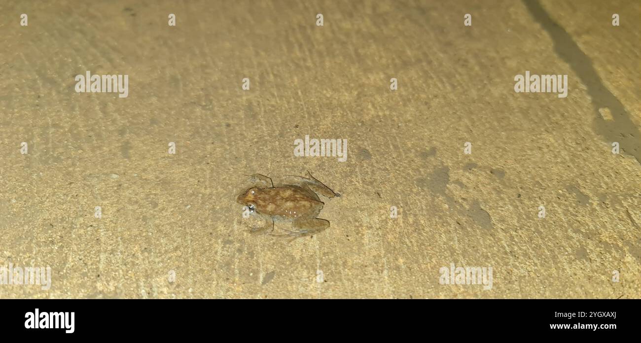 Common Eastern Froglet (Crinia signifera Stock Photo - Alamy