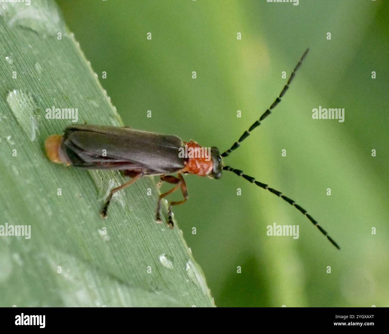 Silis hi-res stock photography and images - Alamy