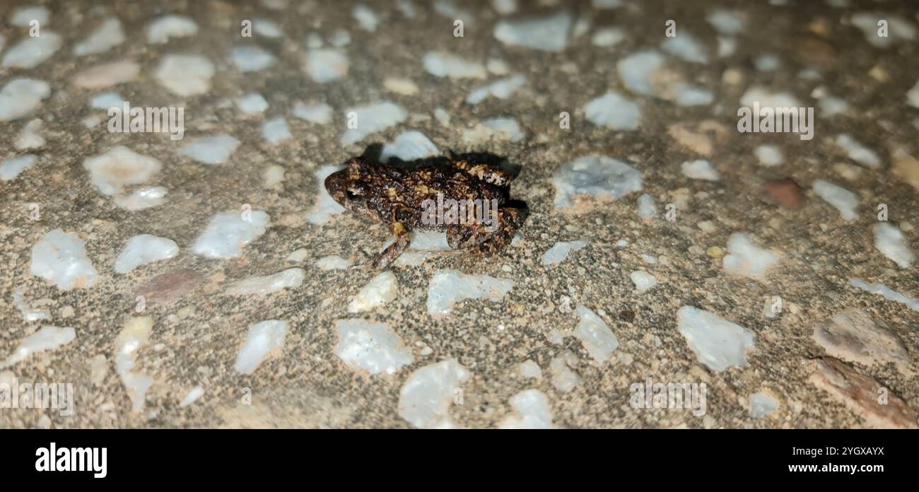 Common eastern froglet hi-res stock photography and images - Alamy