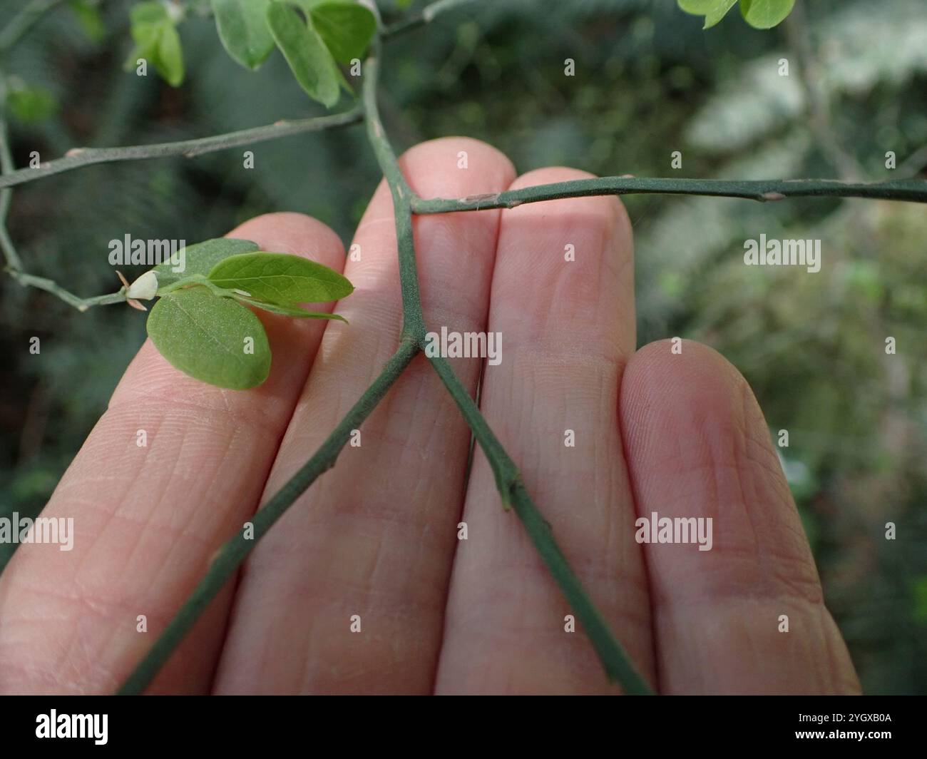 Vaccinium parvifolium hi-res stock photography and images - Alamy