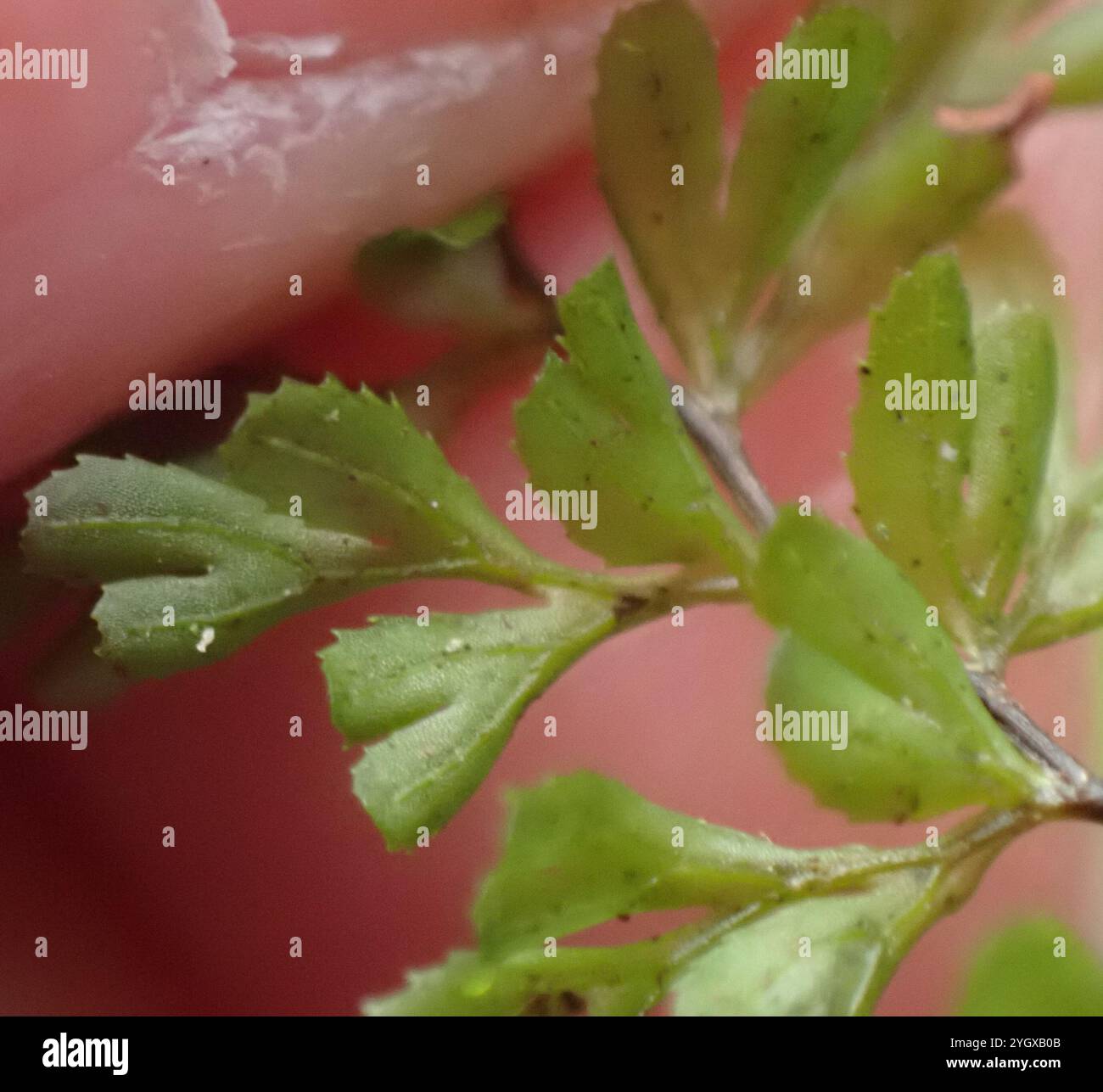 Common Filmy-fern (Hymenophyllum cupressiforme Stock Photo - Alamy