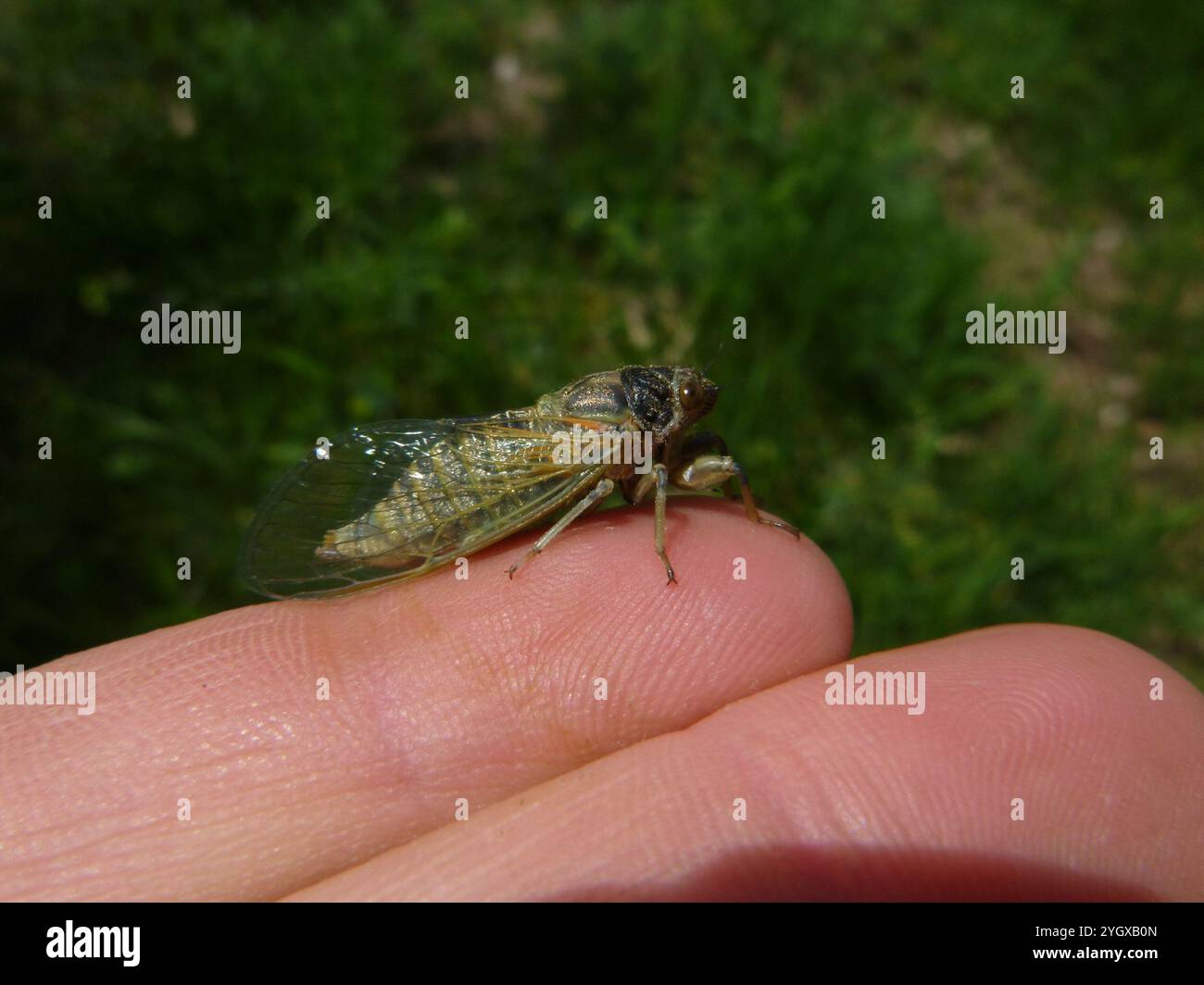 Small cicadas hi-res stock photography and images - Alamy