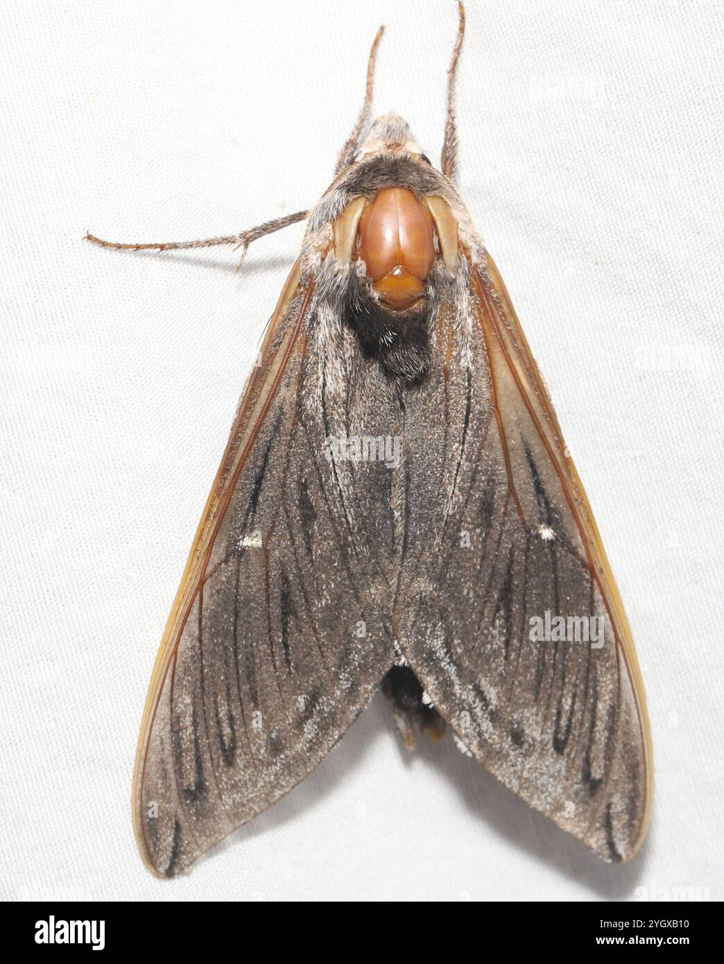 Northern Apple Sphinx (Sphinx poecila Stock Photo - Alamy