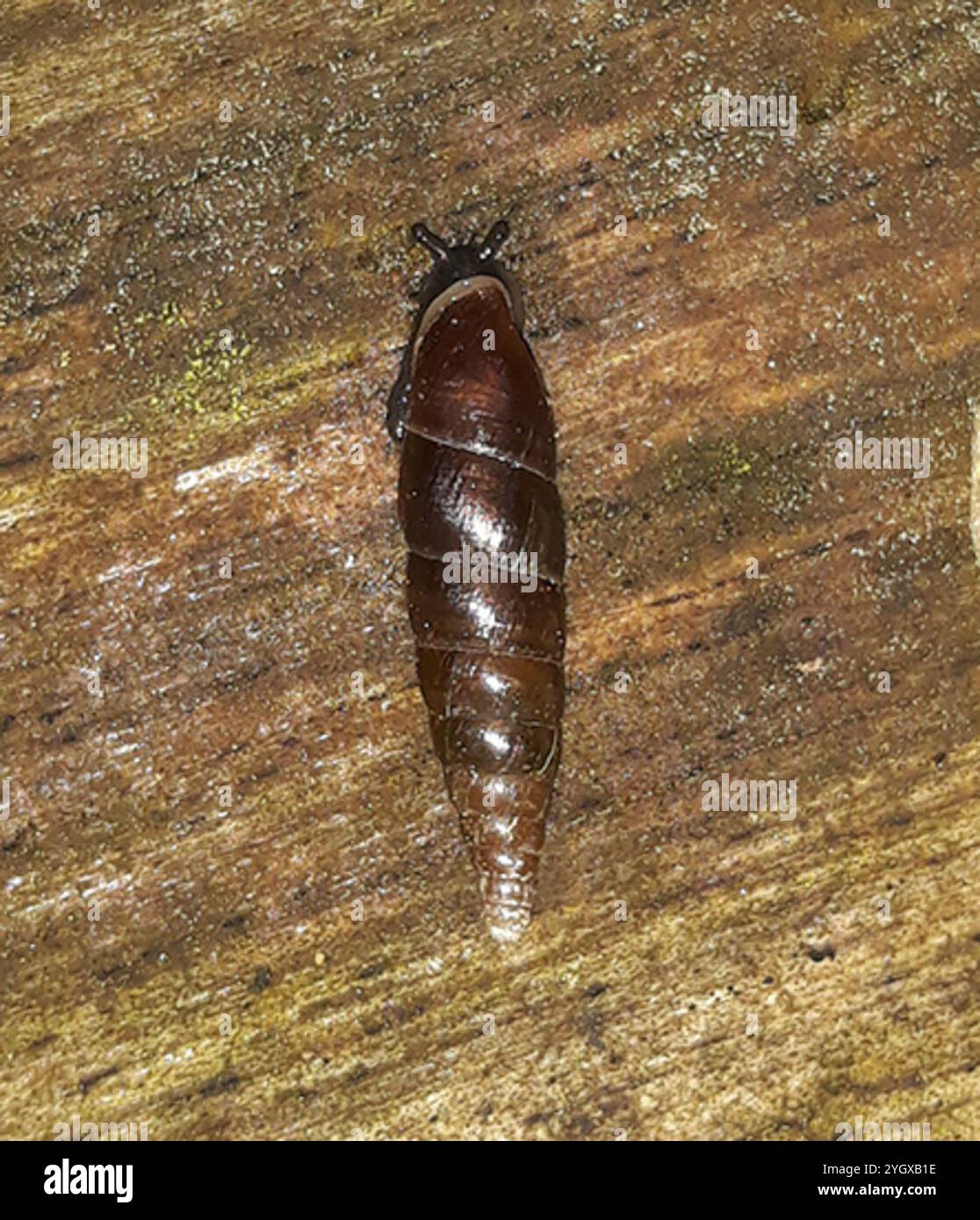 Plaited Door-snail (Cochlodina laminata Stock Photo - Alamy