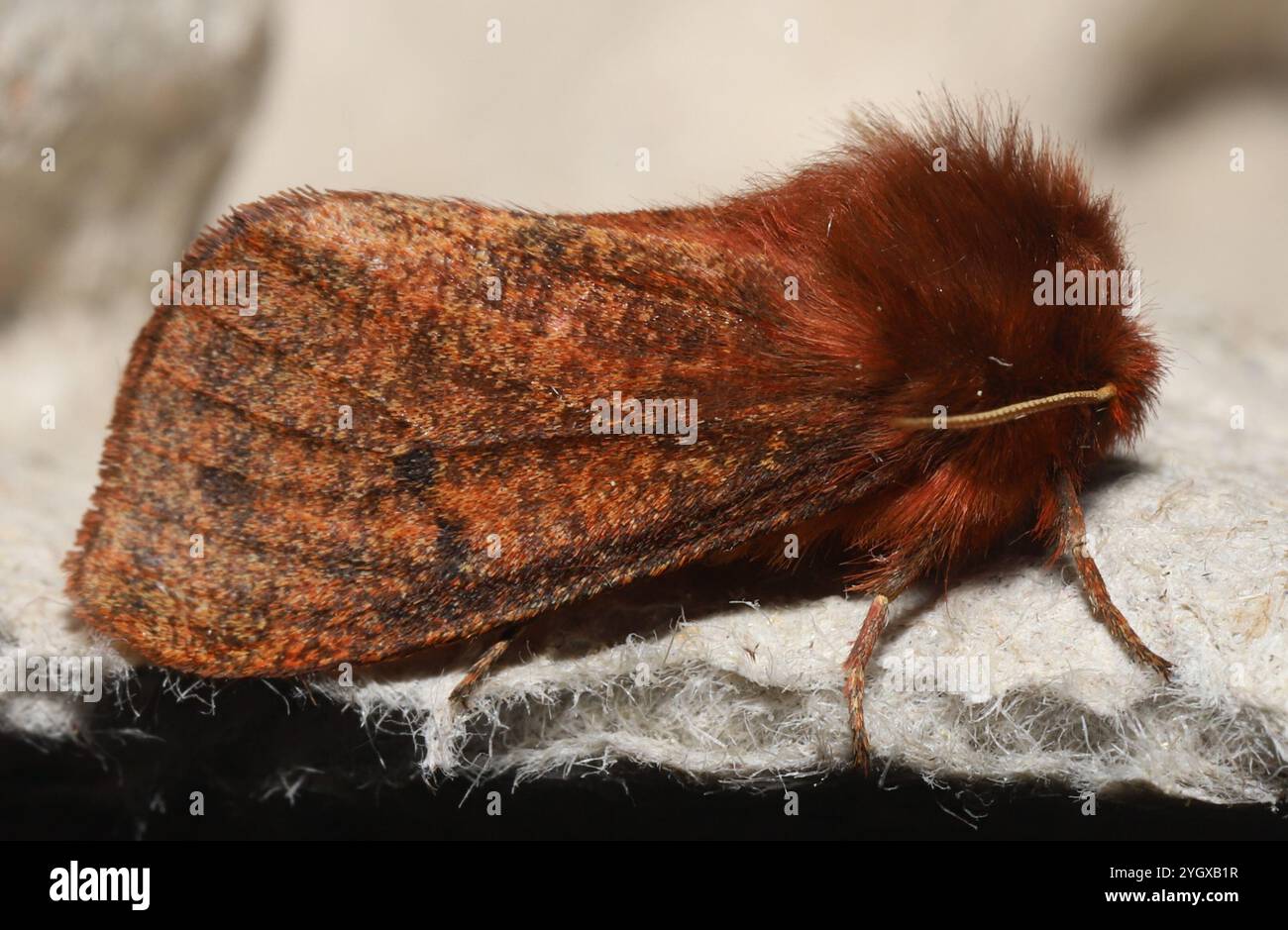 Large Ruby Tiger Moth (Phragmatobia assimilans Stock Photo - Alamy