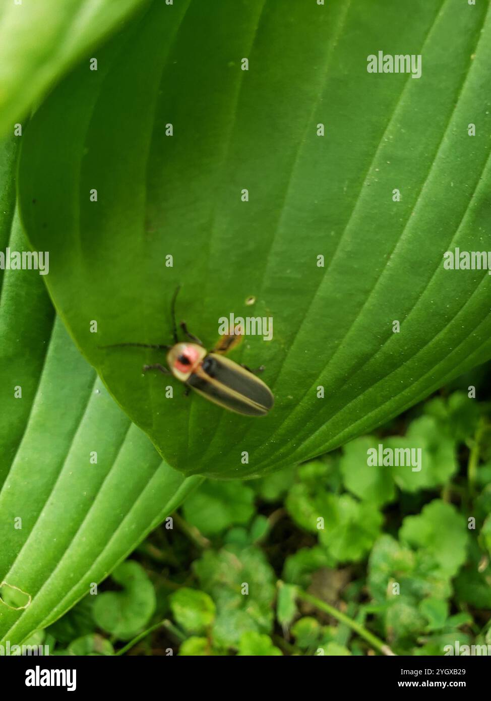 Eastern firefly hi-res stock photography and images - Alamy