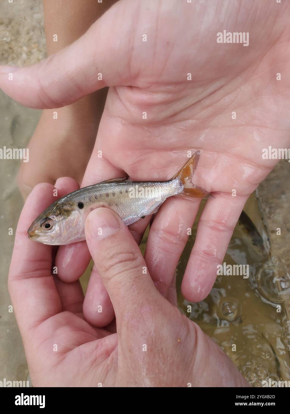 Atlantic menhaden hi-res stock photography and images - Alamy