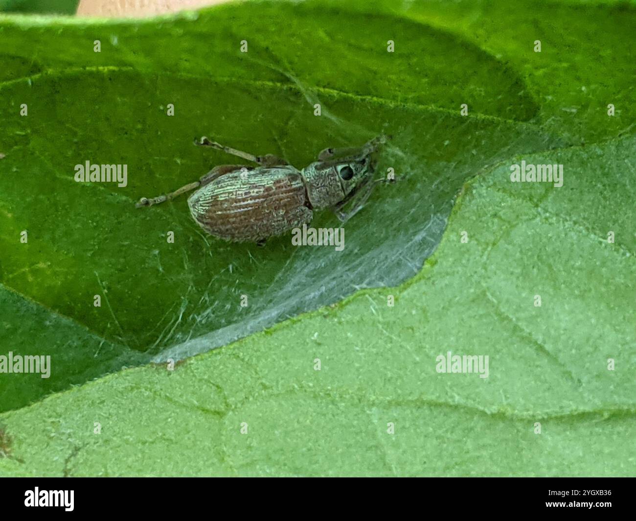 Asian oak weevil hi-res stock photography and images - Alamy