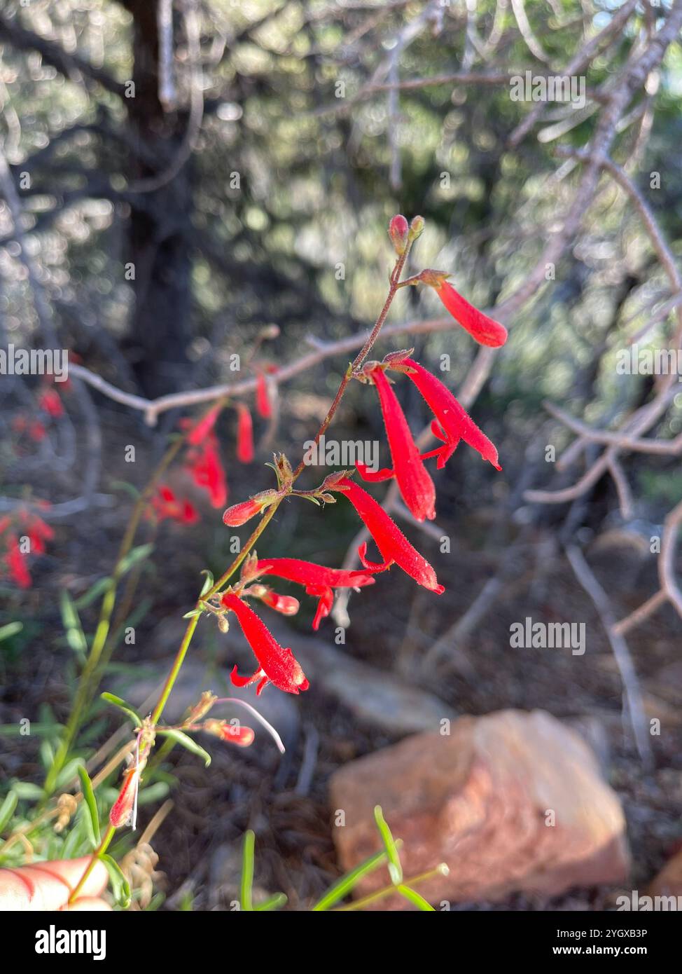 Bridges penstemon hi-res stock photography and images - Alamy