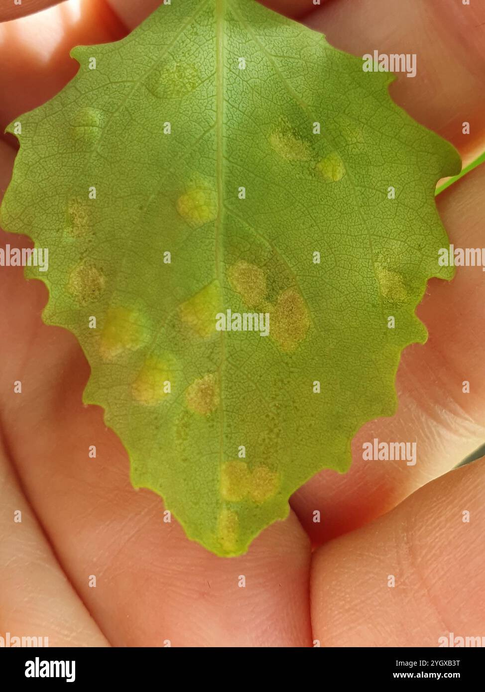 Poplar gall mite (Phyllocoptes populi Stock Photo - Alamy