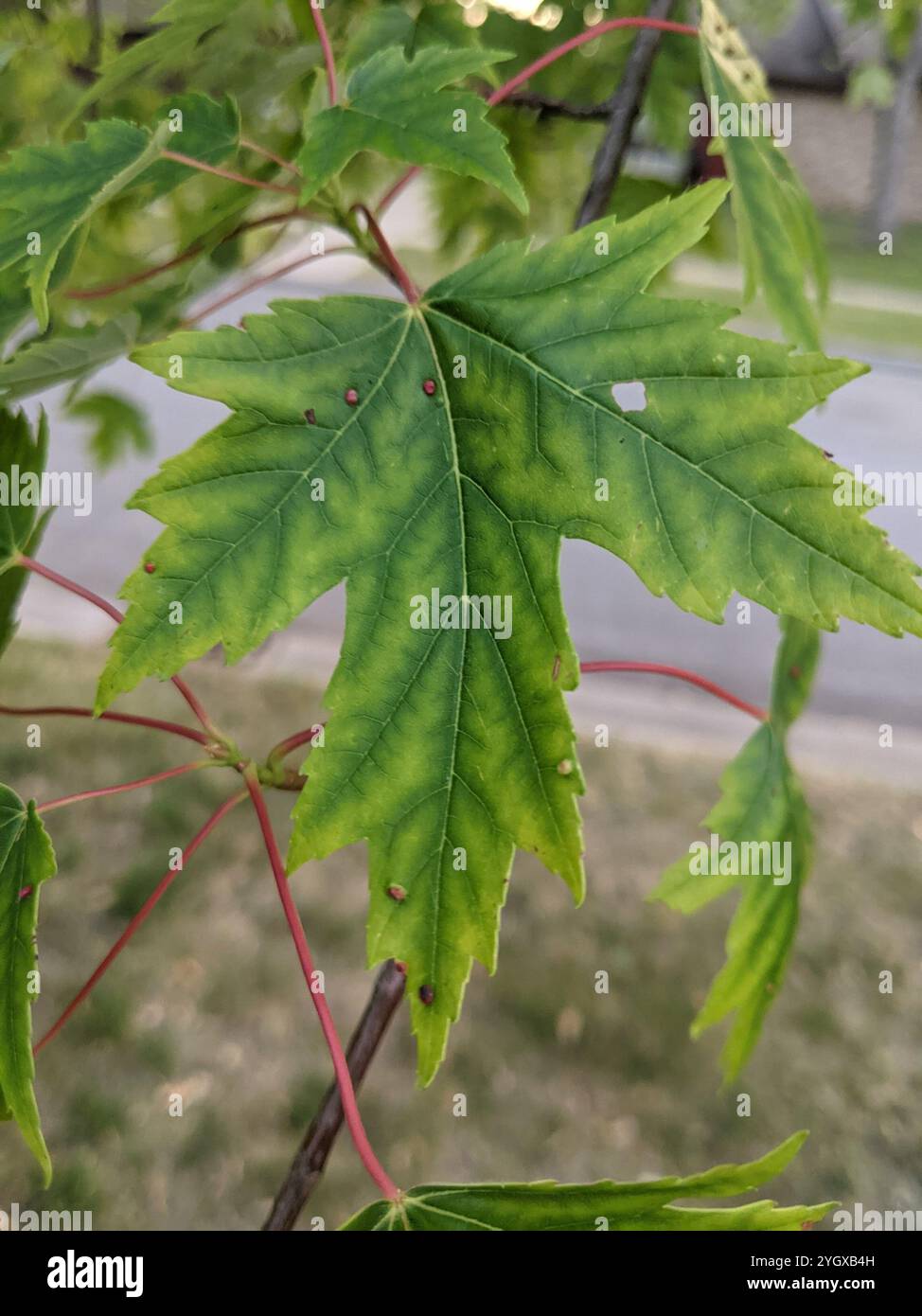 Acer freemanii hi-res stock photography and images - Alamy
