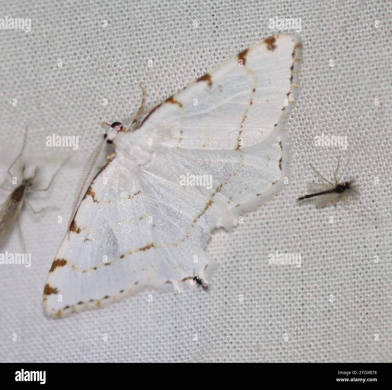 Lesser Maple Spanworm Moth (Macaria pustularia Stock Photo - Alamy