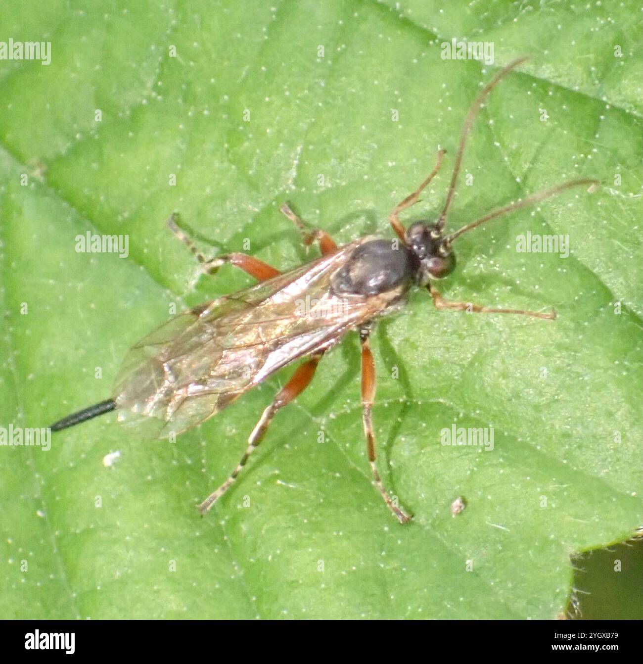 Itoplectis maculator hi-res stock photography and images - Alamy