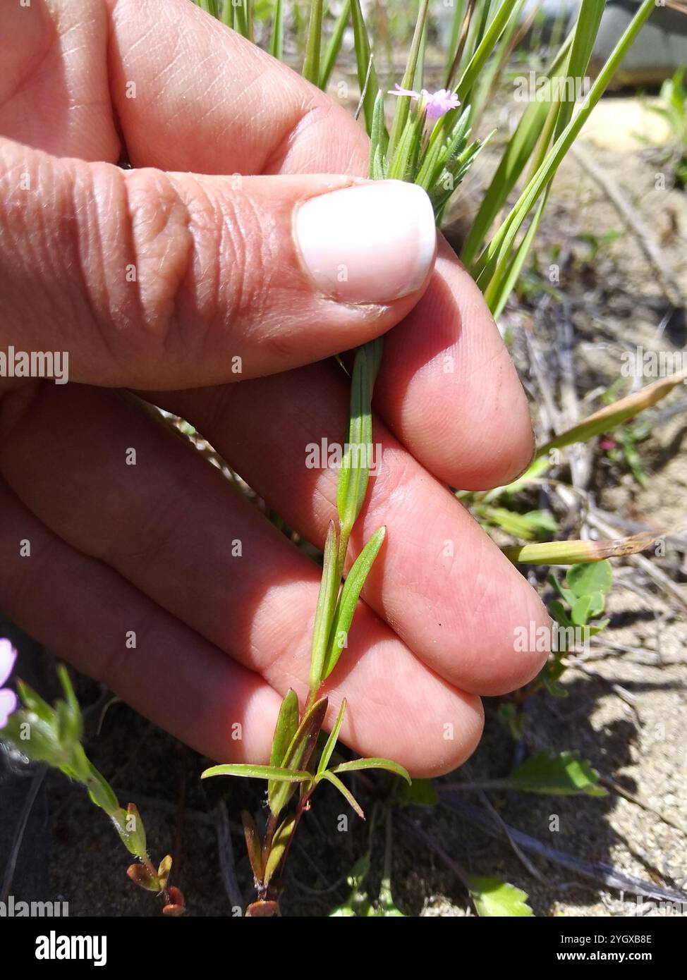 slender phlox (Microsteris gracilis Stock Photo - Alamy