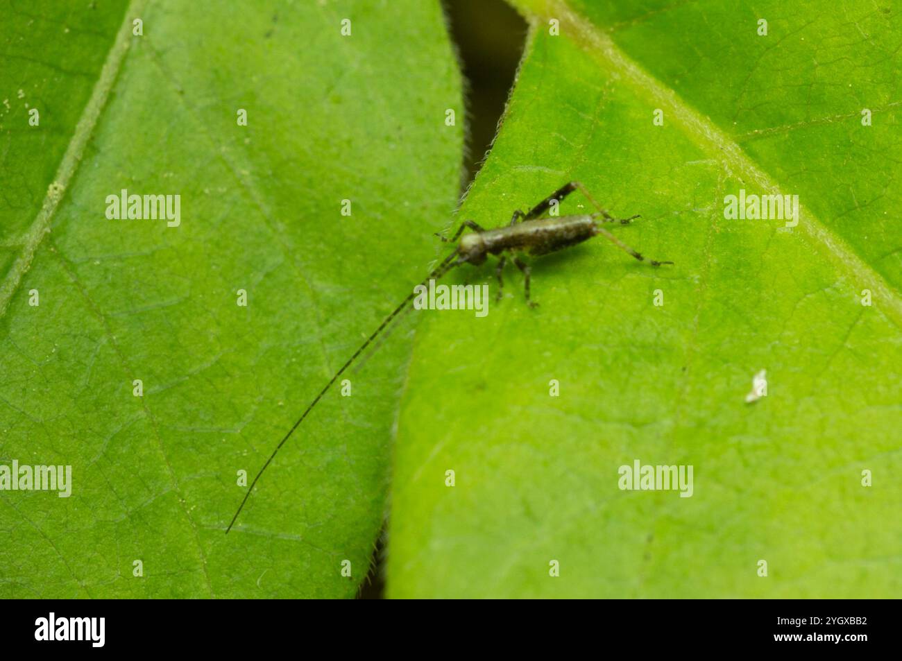 Hapithus hi-res stock photography and images - Alamy
