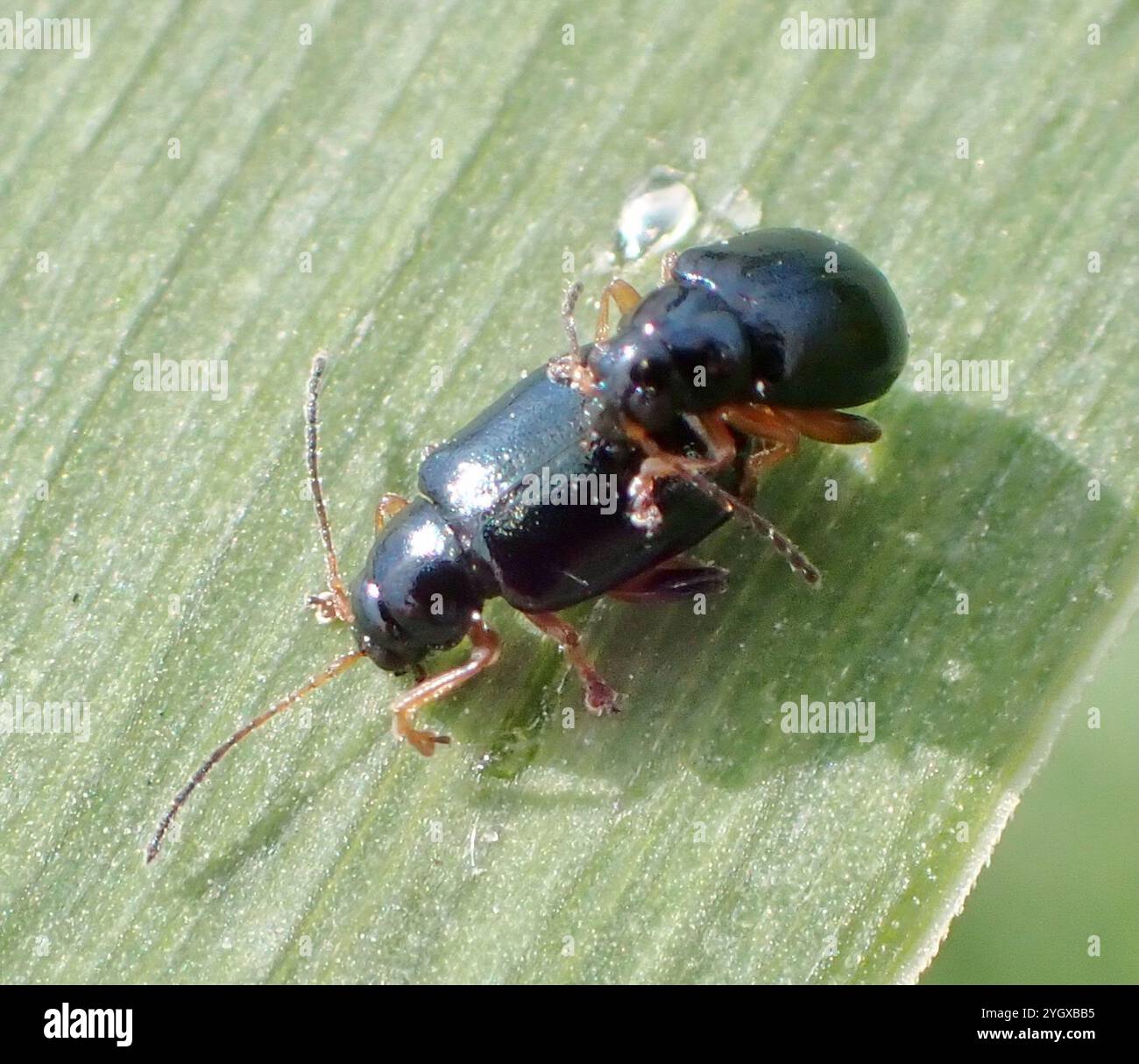 Aphthona nonstriata hi-res stock photography and images - Alamy