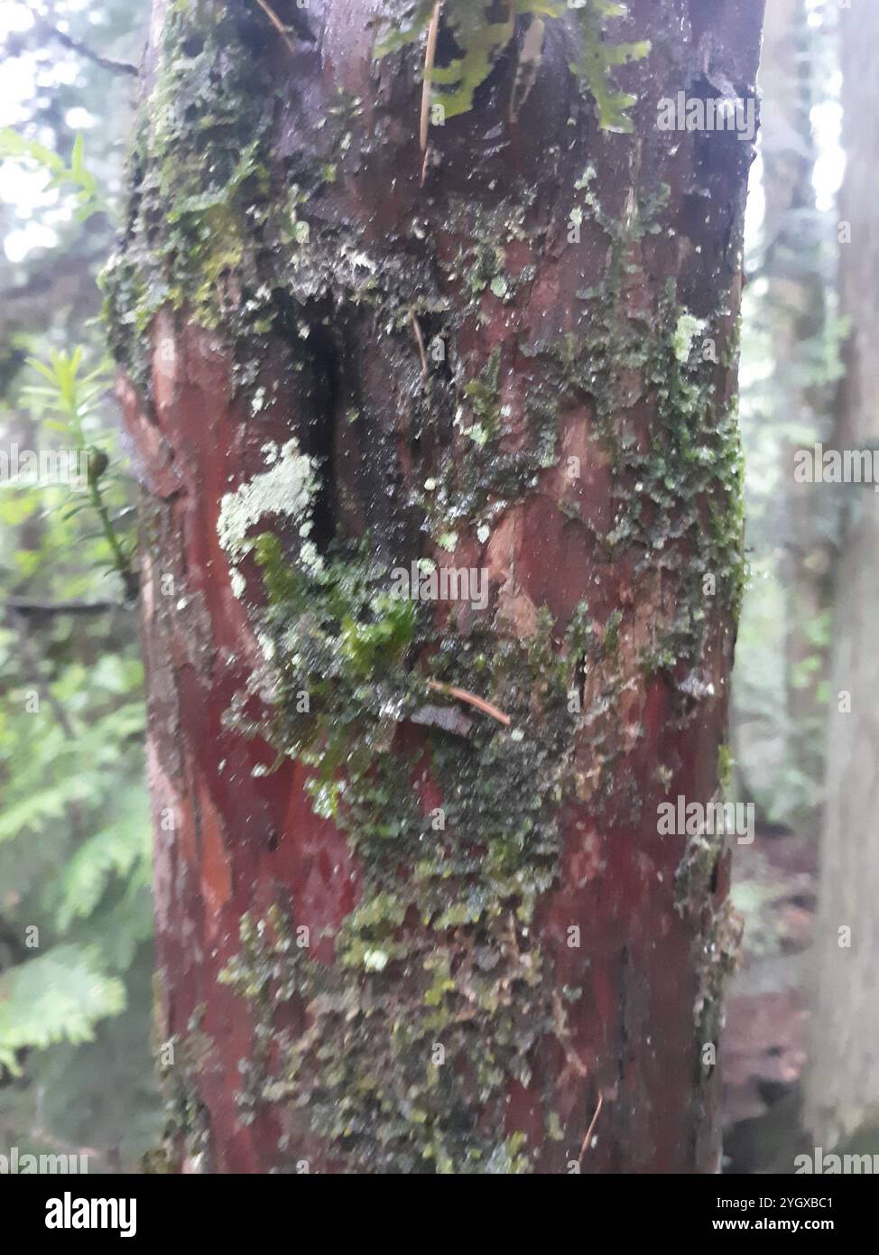 Pacific yew (Taxus brevifolia Stock Photo - Alamy