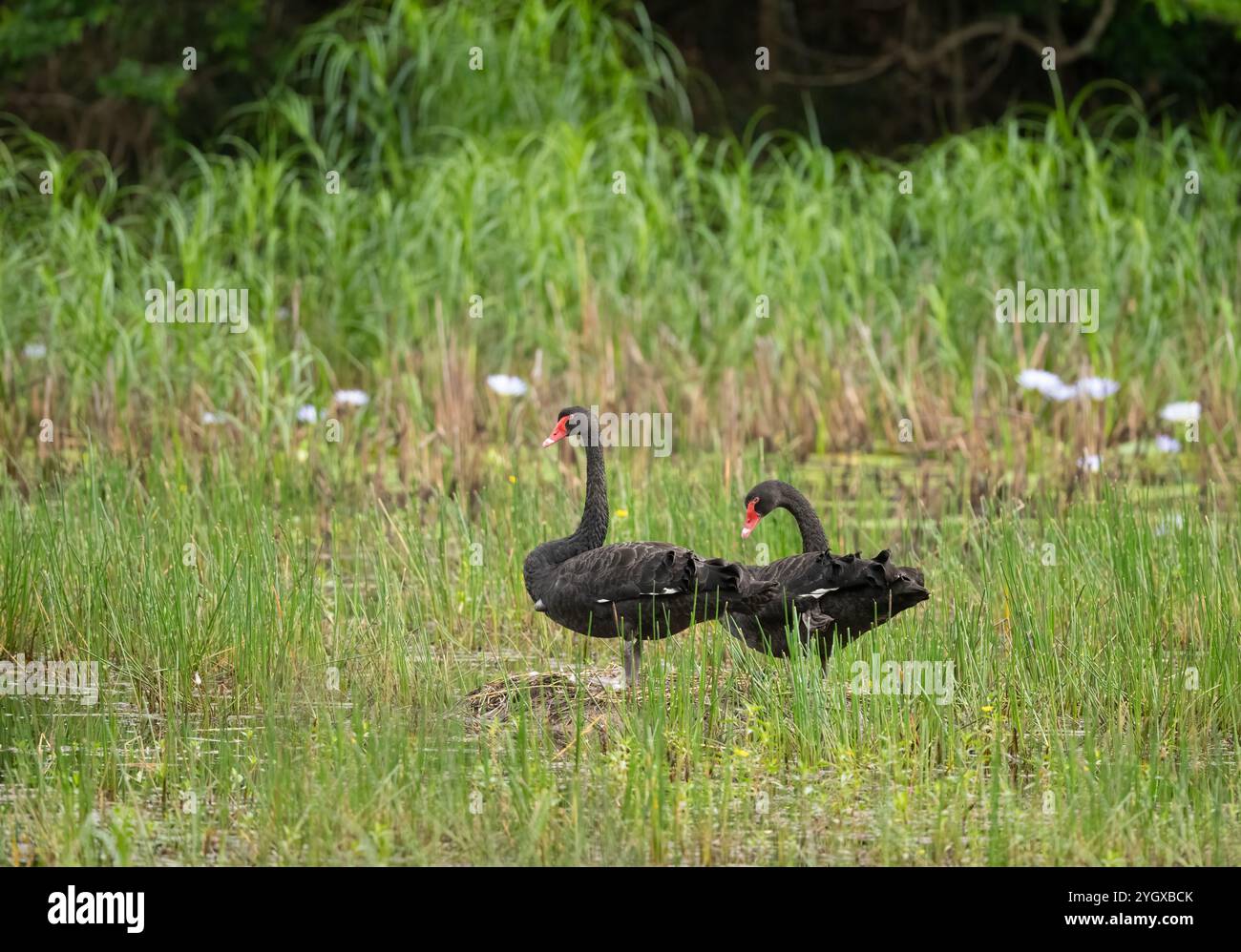 A nesting pair of black swans (Cygnus atratus) are a large waterbird, a ...