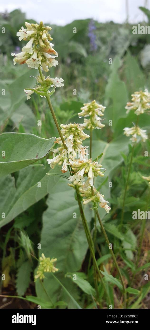 Yellow Beardtongue (Penstemon confertus Stock Photo - Alamy