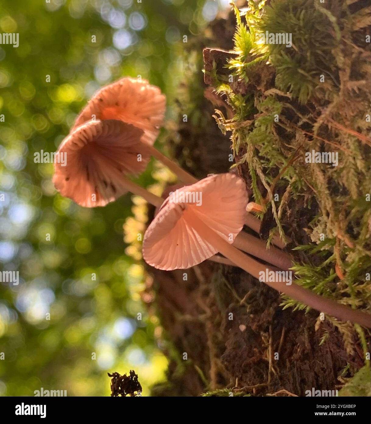 Bleeding Fairy Helmet (Mycena haematopus Stock Photo - Alamy
