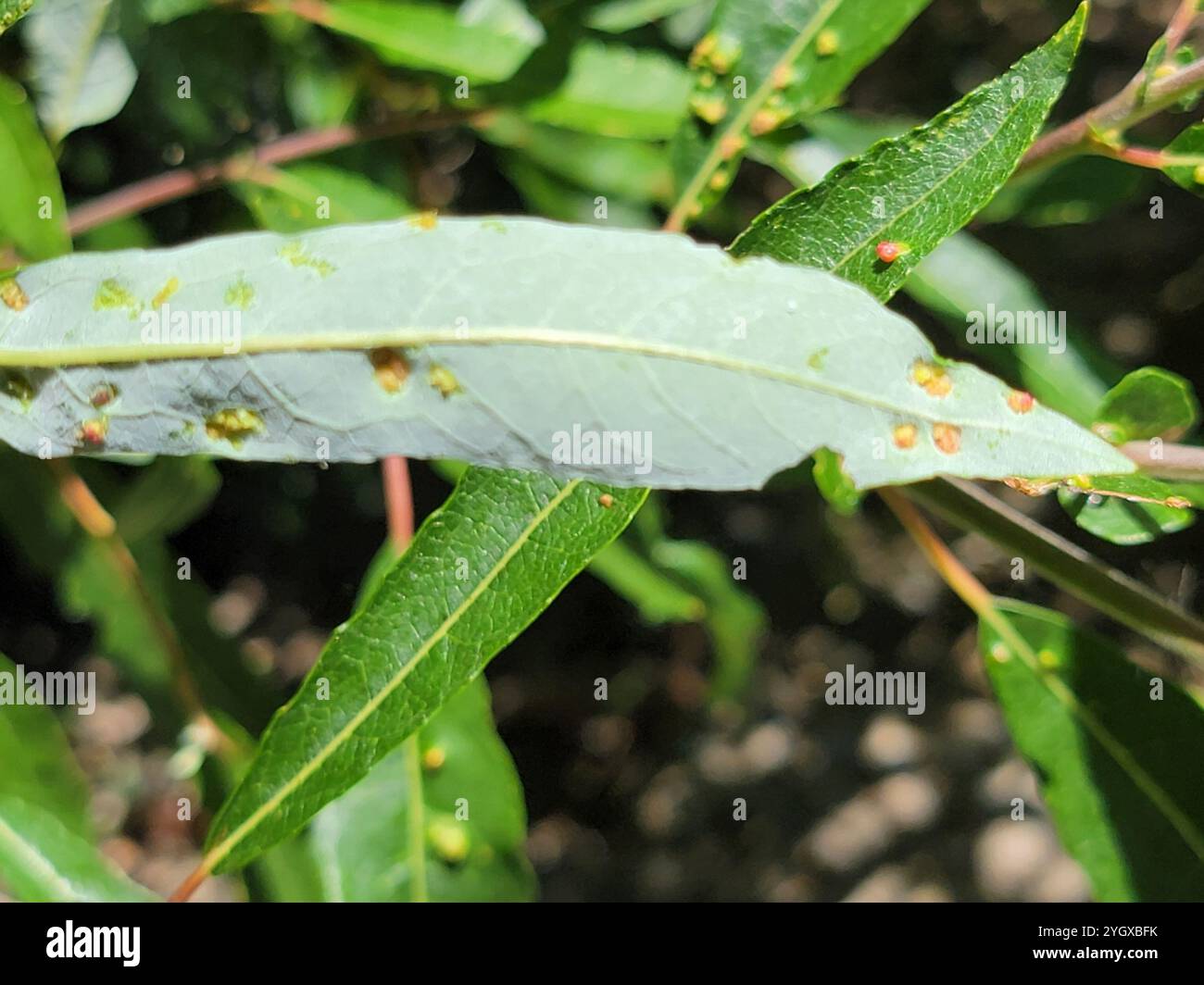 Aculus hi-res stock photography and images - Alamy