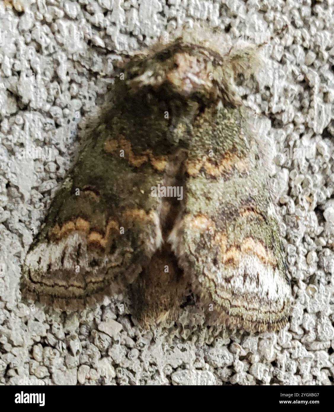 Small Prominent (Rifargia subrotata Stock Photo - Alamy