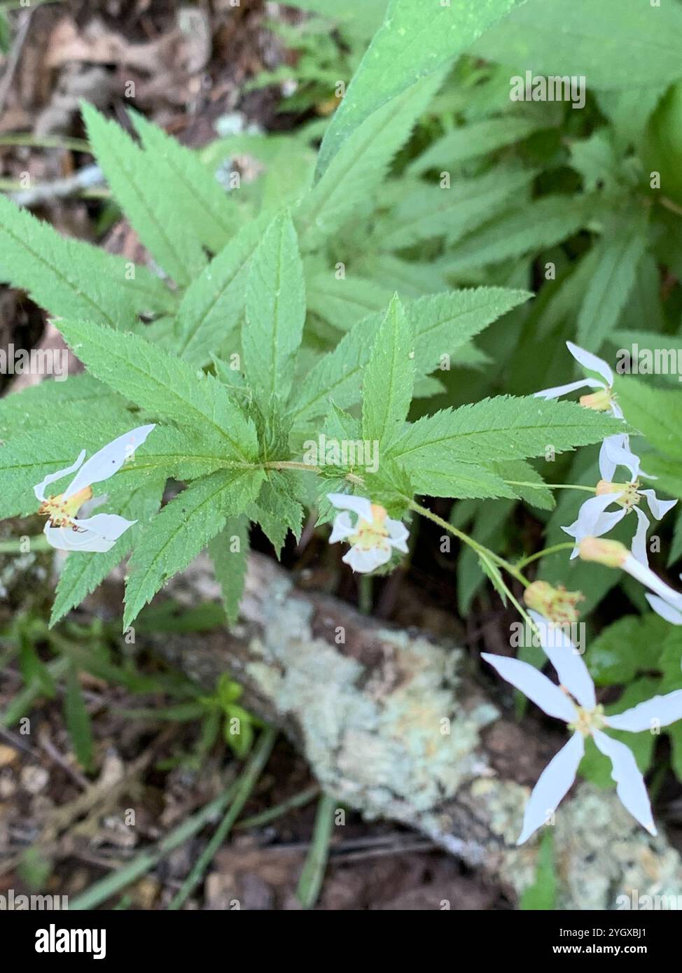 Ipecac hi-res stock photography and images - Alamy