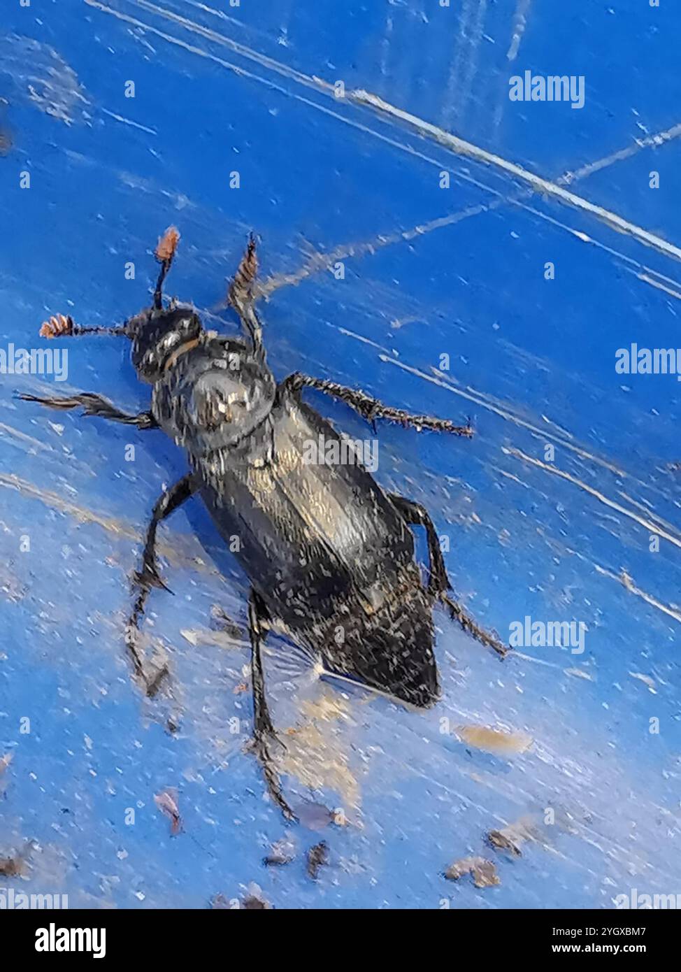 Black Burying Beetle (Nicrophorus humator Stock Photo - Alamy