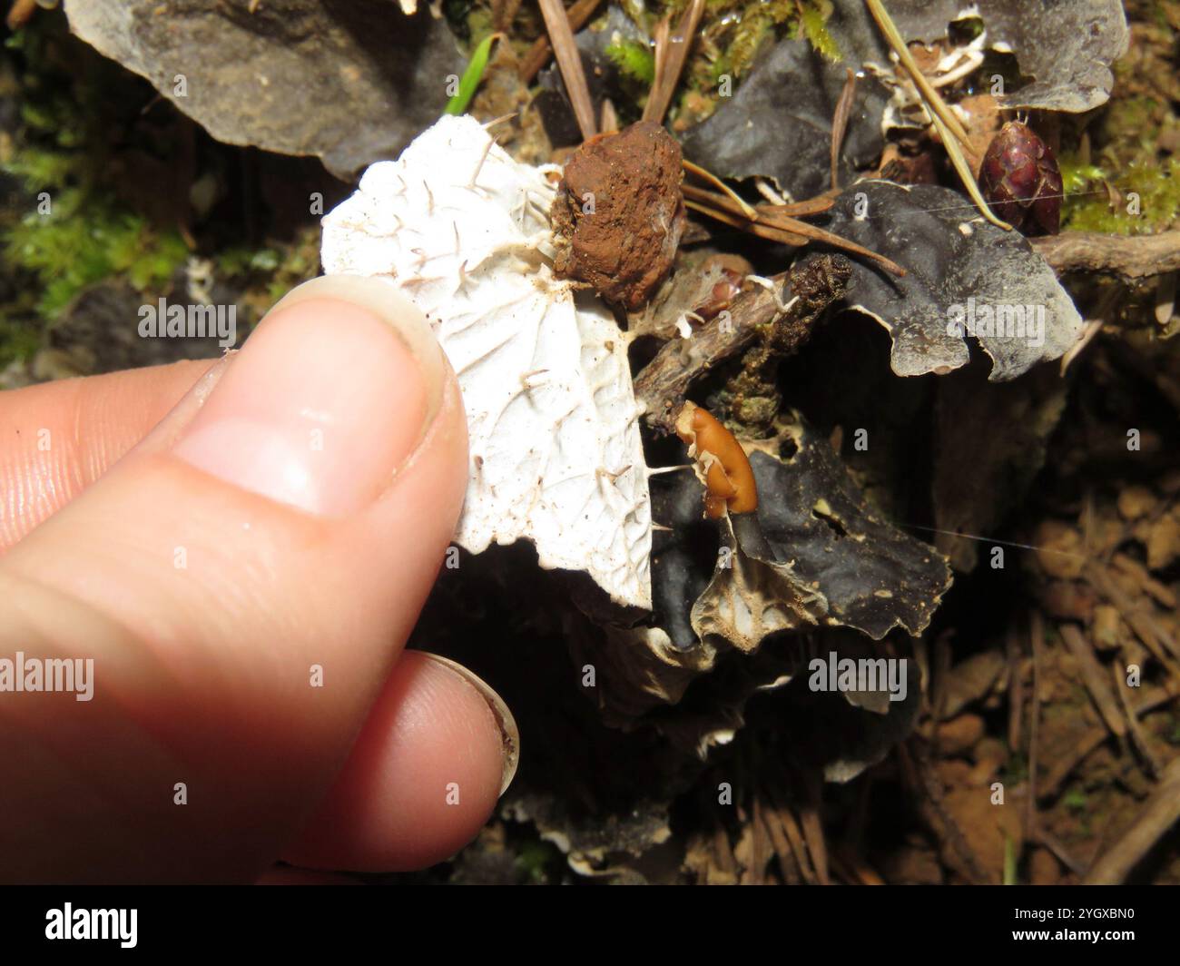 dog pelt lichen (Peltigera canina Stock Photo - Alamy