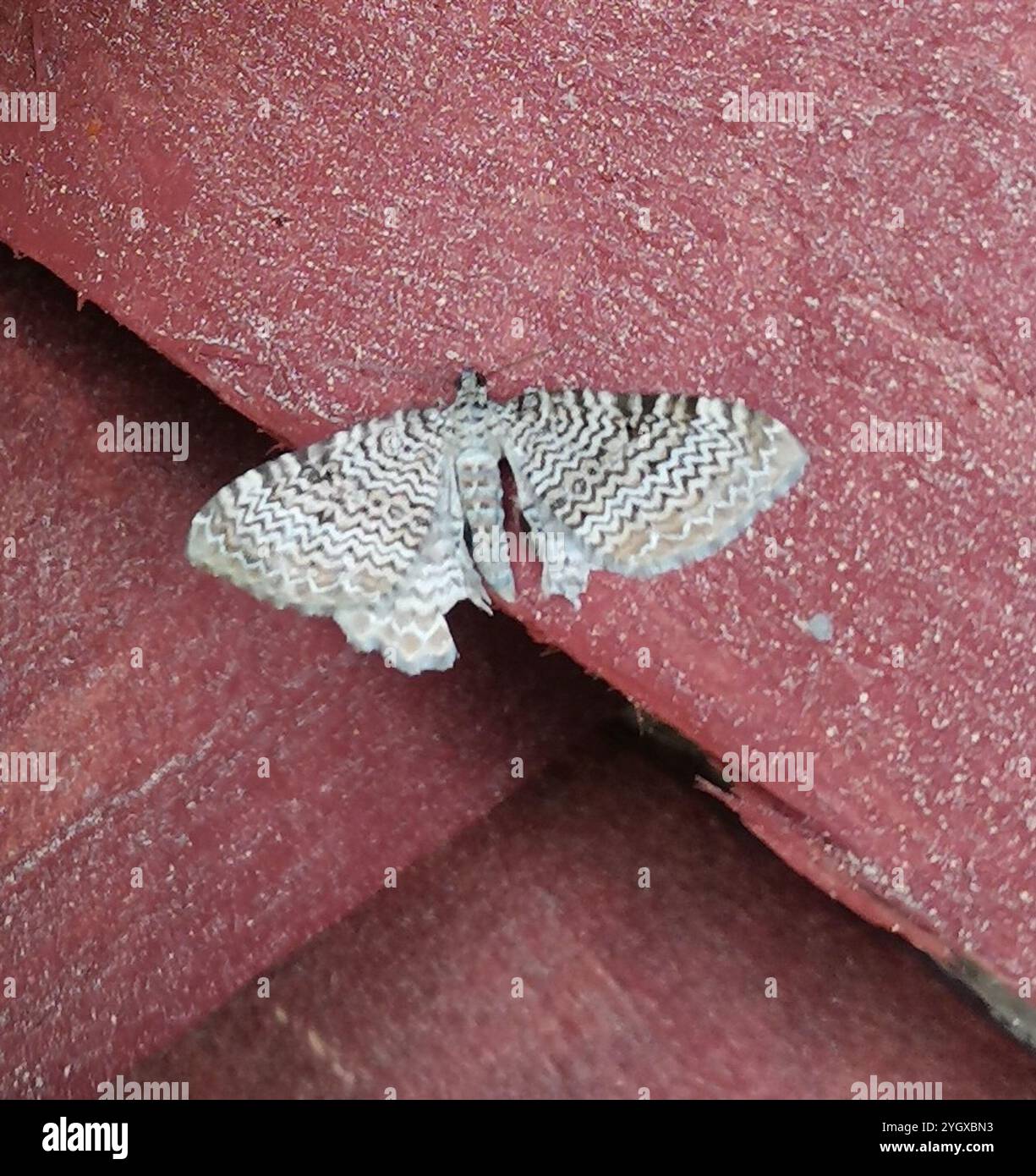 scallop shell moth (Hydria undulata Stock Photo - Alamy