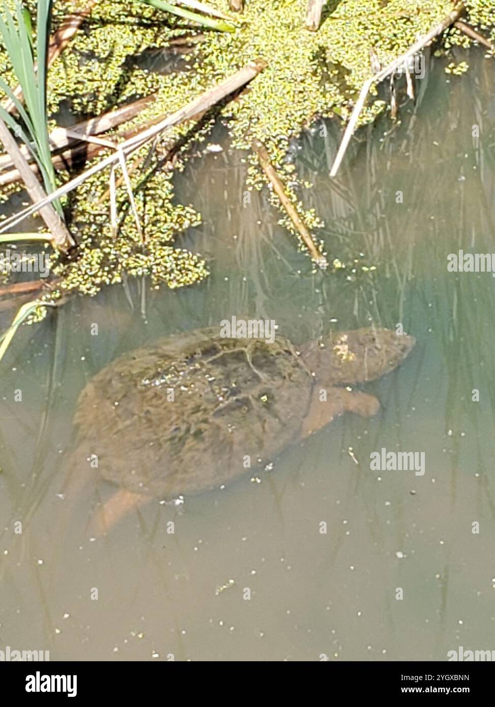 Common Snapping Turtle (Chelydra serpentina Stock Photo - Alamy