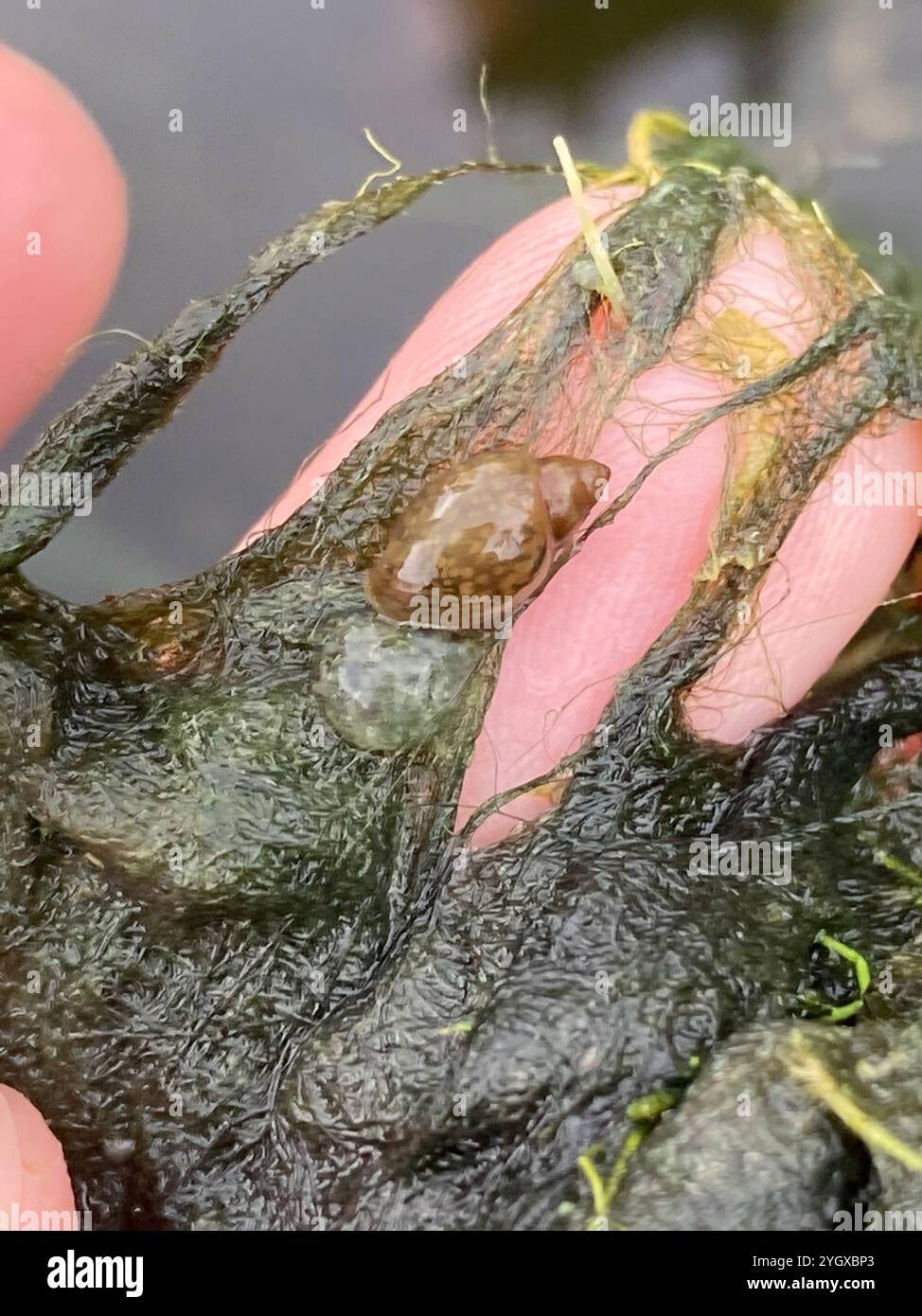 Acute Bladder Snail (Physella acuta Stock Photo - Alamy