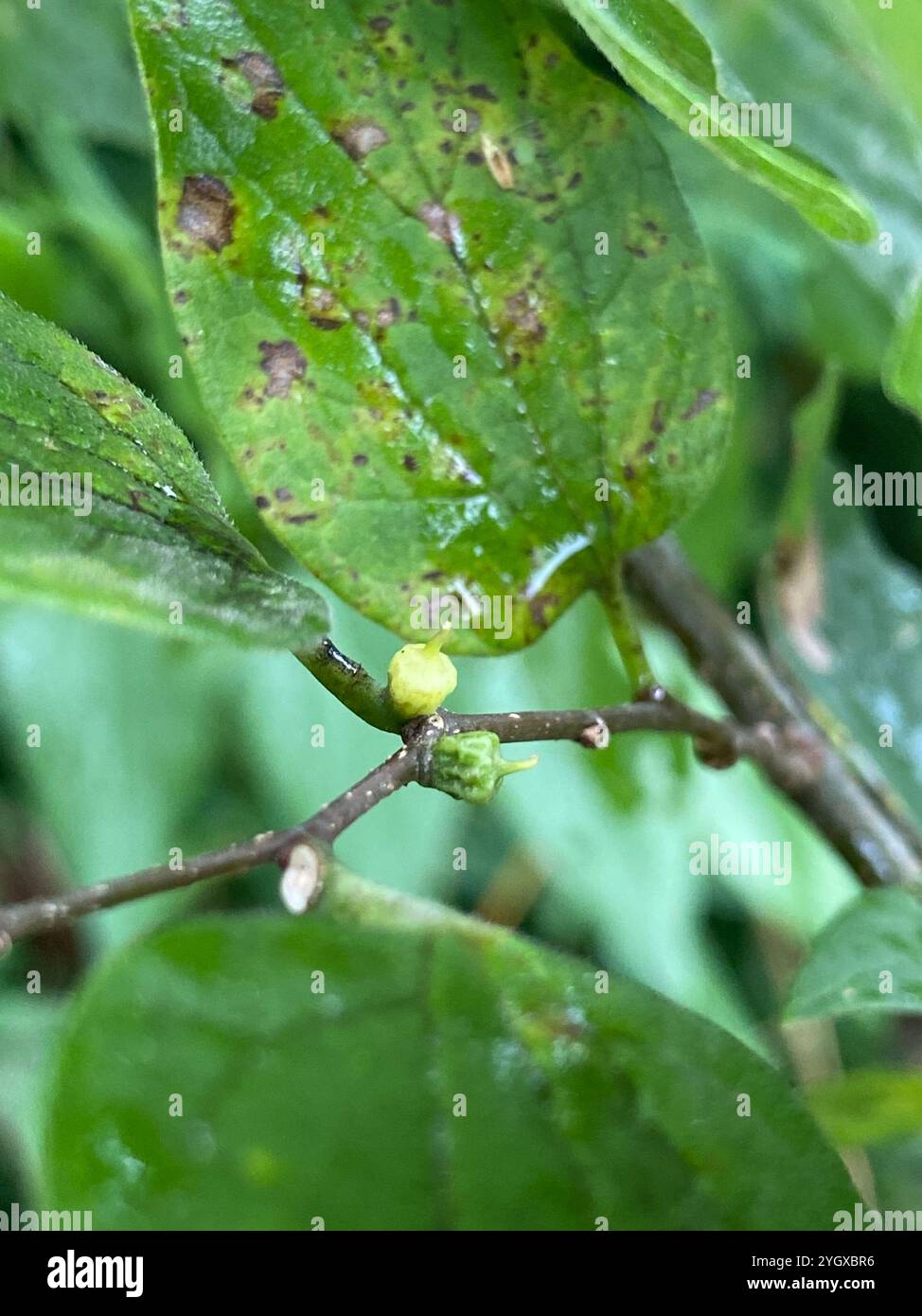 Hackberry Columnar Stem Gall Midge (Celticecis ramicola Stock Photo - Alamy
