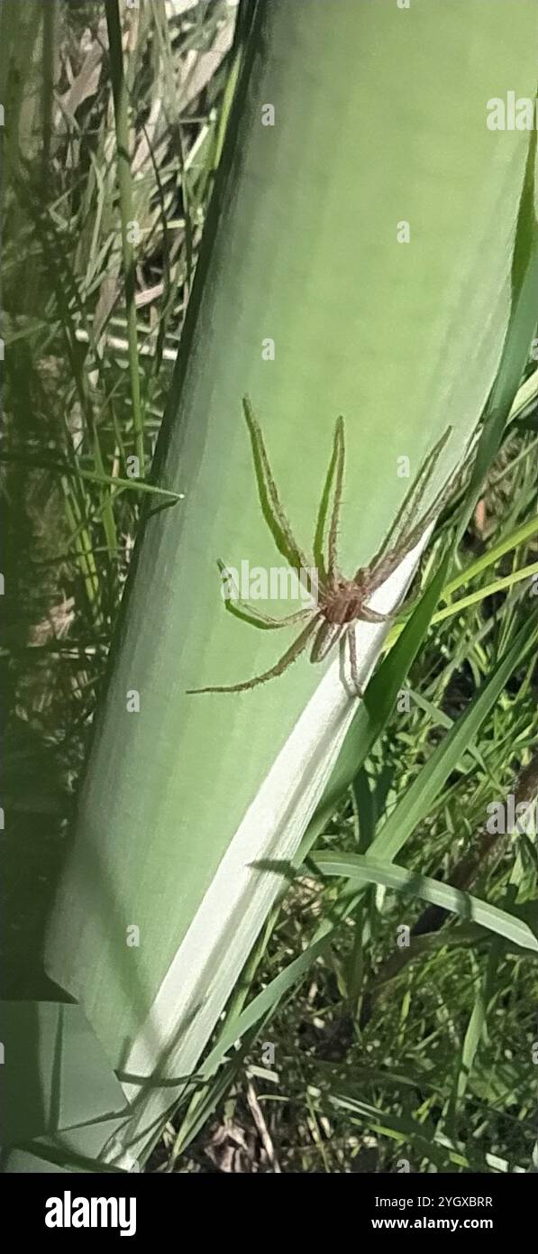 Slender Crab Spiders (Tibellus Stock Photo - Alamy