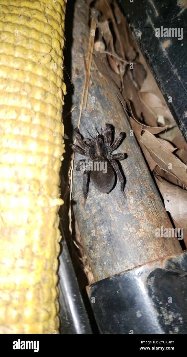 Wetland Giant Wolf Spider (Tigrosa helluo Stock Photo - Alamy