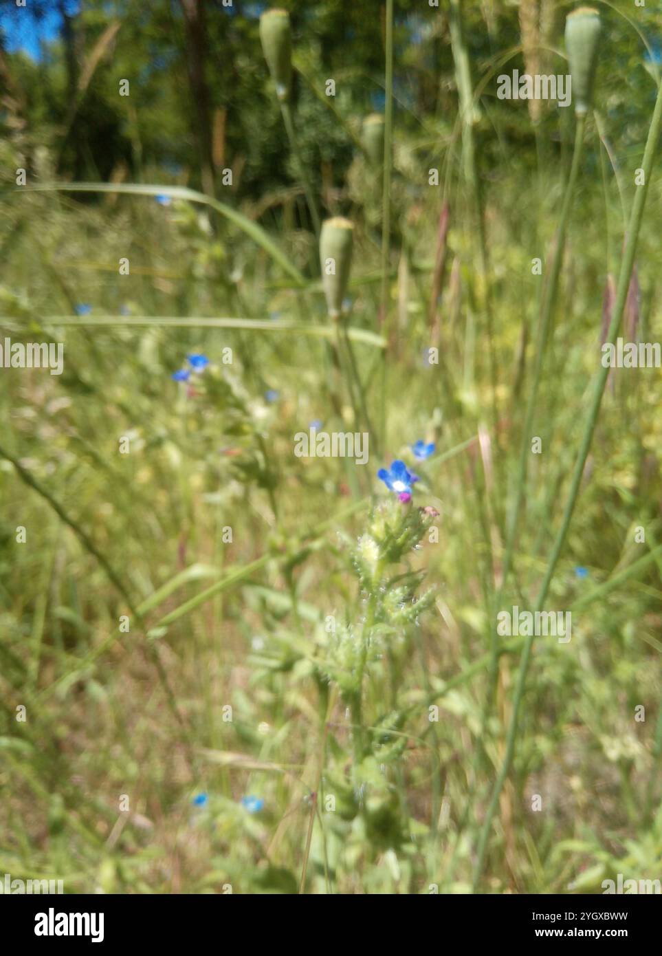 small bugloss (Anchusa arvensis Stock Photo - Alamy