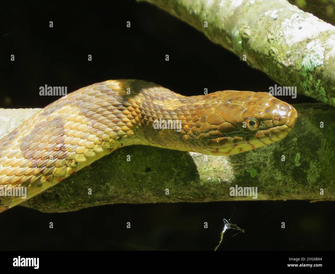 Northern Watersnake (Nerodia sipedon sipedon Stock Photo - Alamy