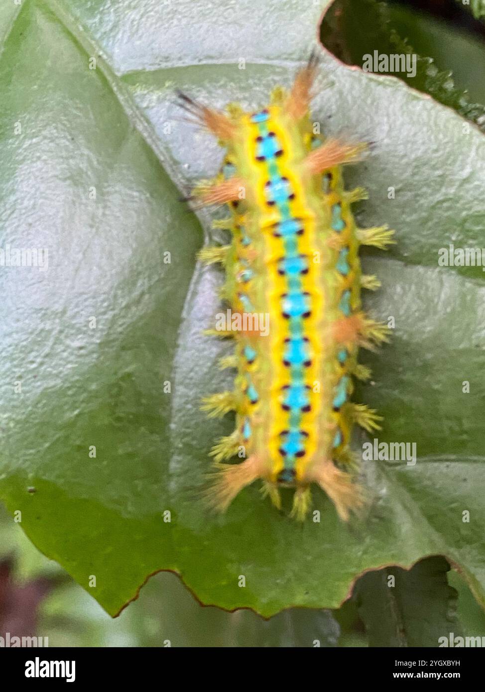Slug Caterpillar Moths (Limacodidae Stock Photo - Alamy