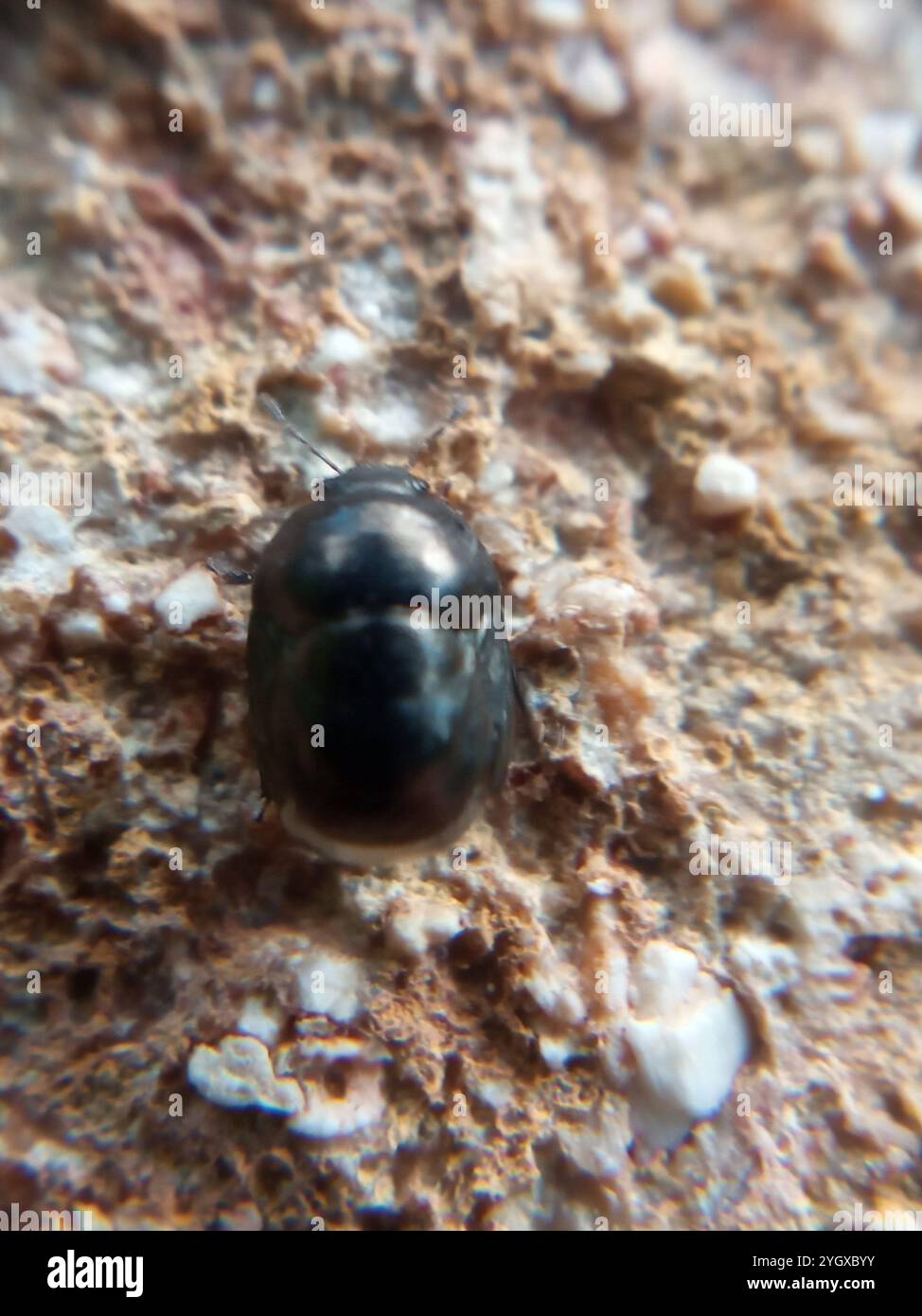 Scarab Shieldbug (Thyreocoris scarabaeoides Stock Photo - Alamy