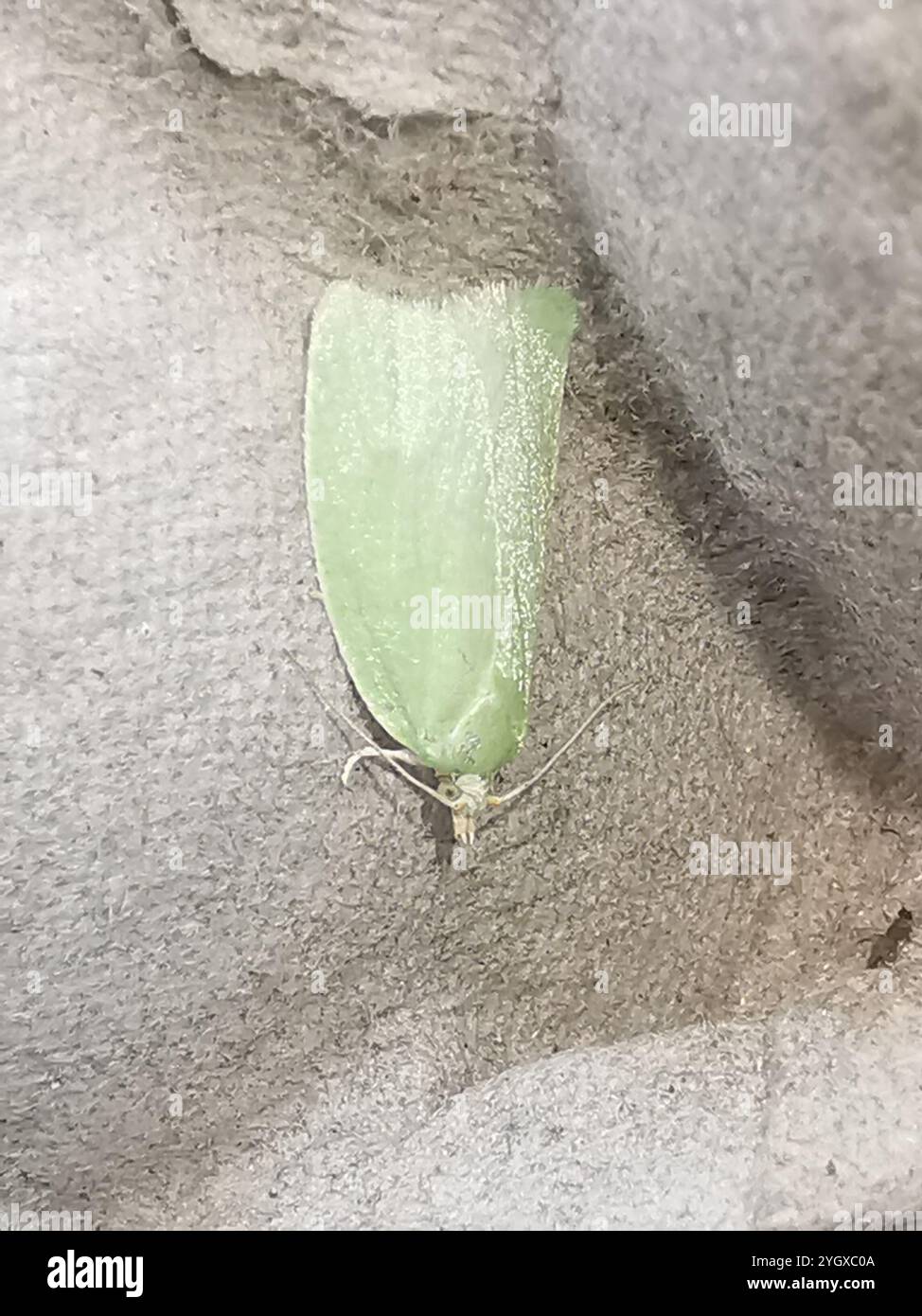 Green oak tortrix hi-res stock photography and images - Alamy