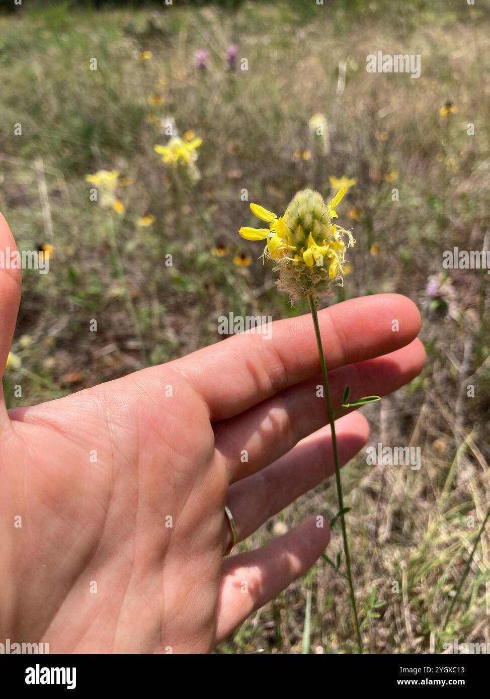 Golden Prairie Clover (Dalea aurea Stock Photo - Alamy