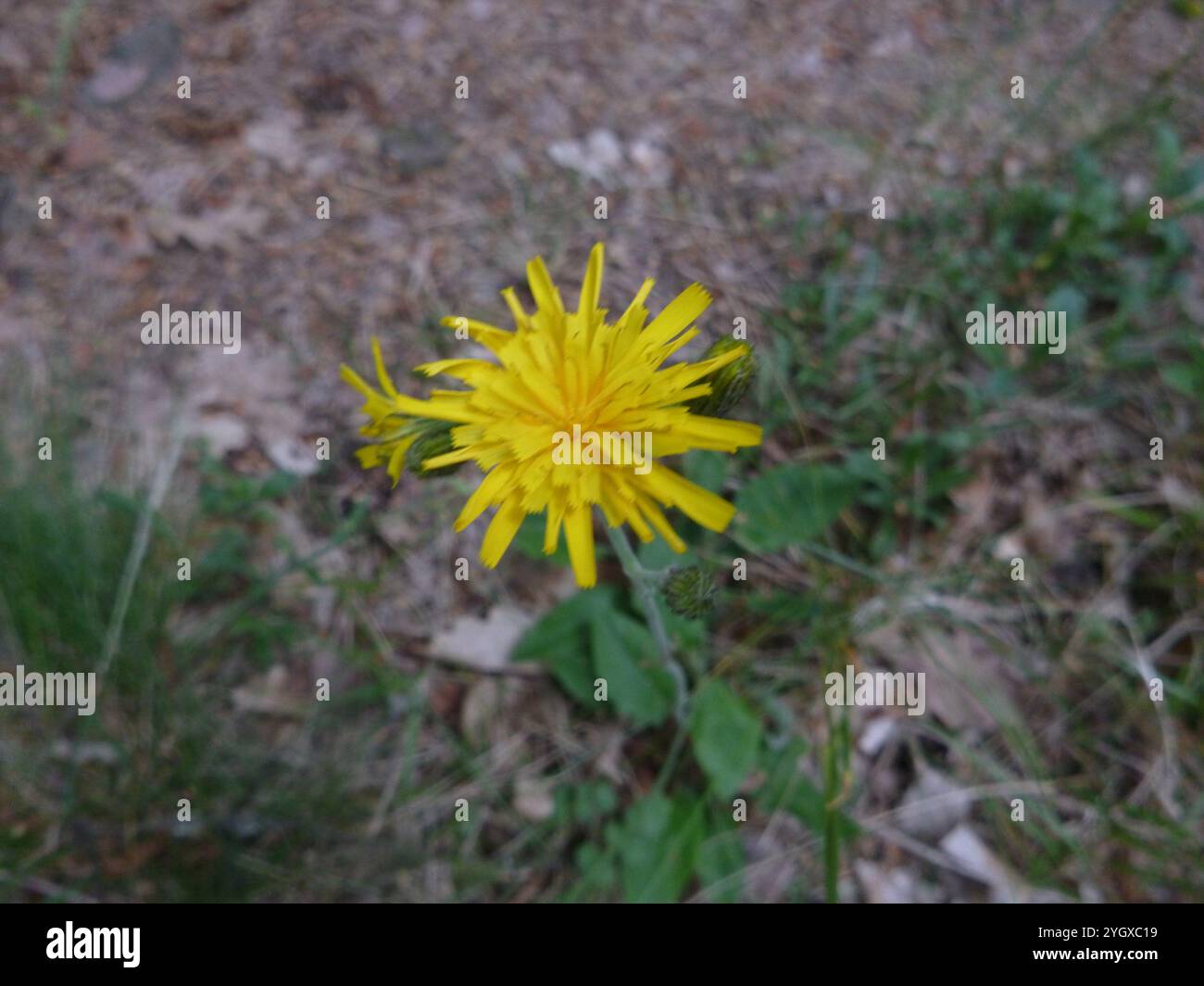 Wall hawkweed hieracium murorum hi-res stock photography and images - Alamy