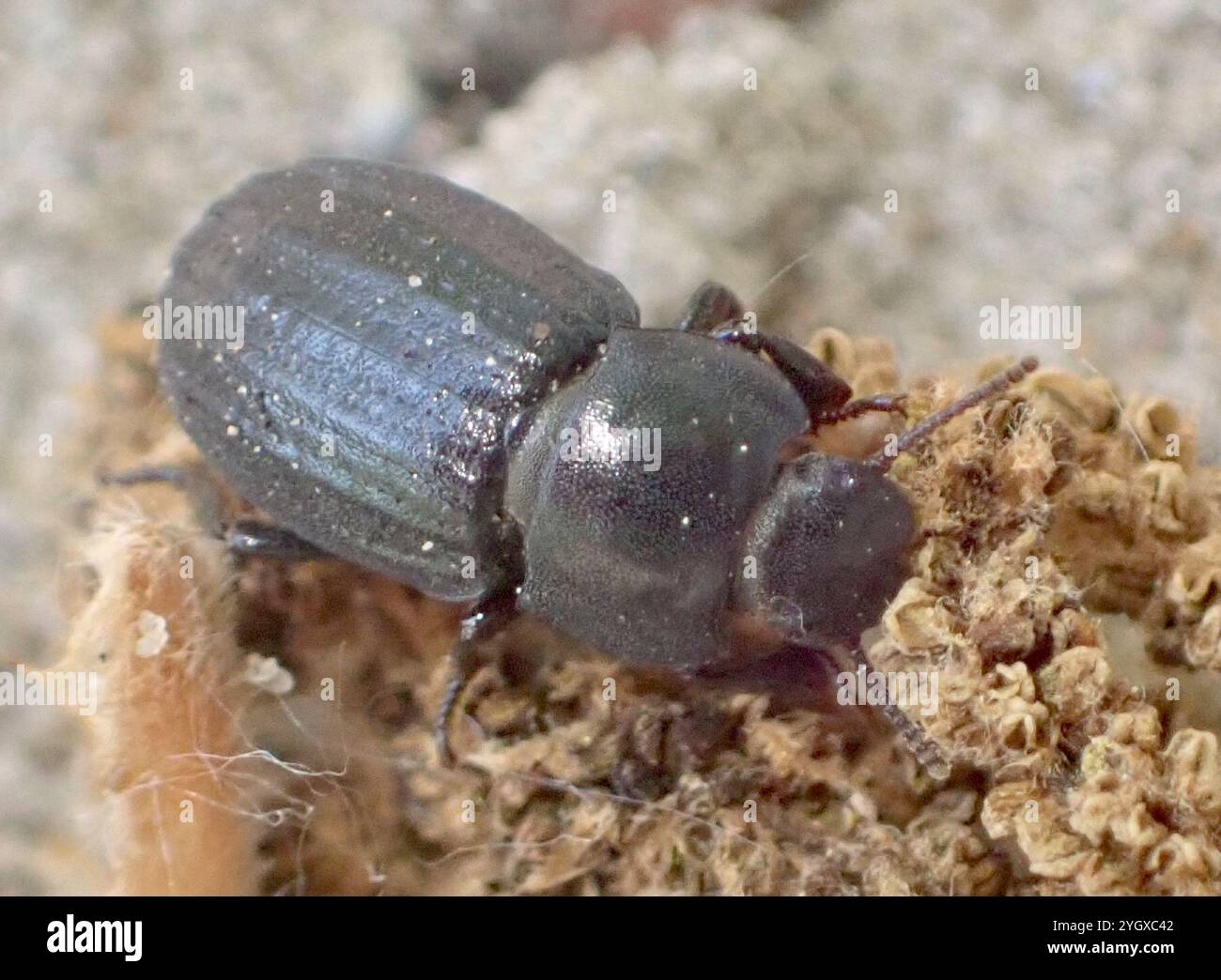 Phylan gibbus hi-res stock photography and images - Alamy